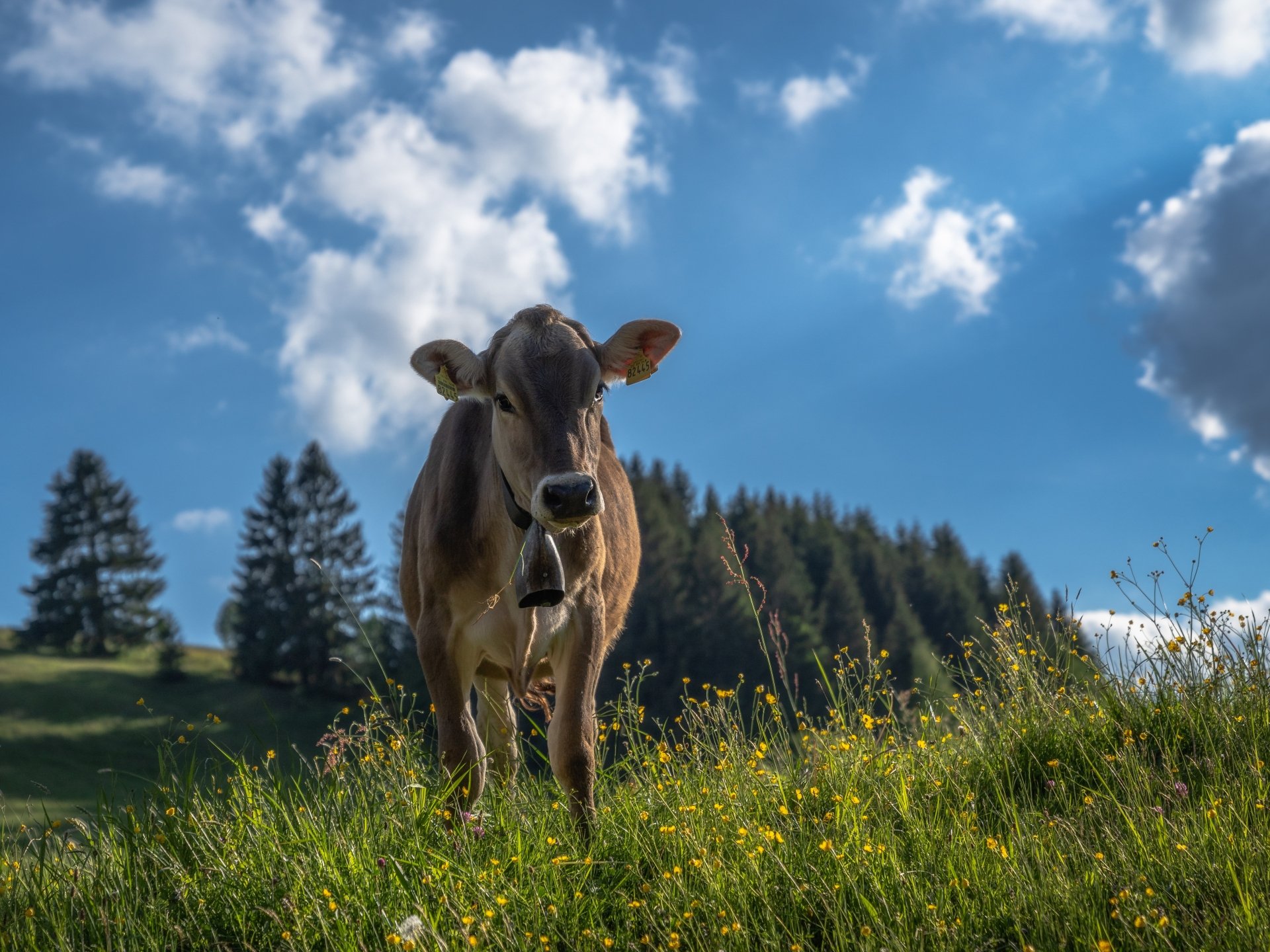 Download Animal Cow 4k Ultra HD Wallpaper