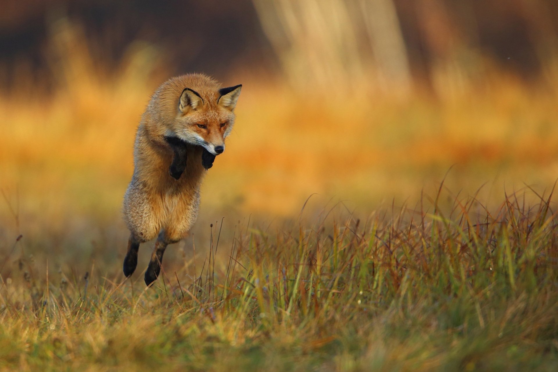 Majestic Fox in Flight – Stunning HD Animal Wallpaper