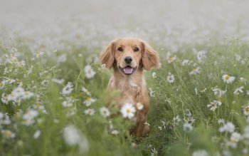 Golden Retriever Pfp