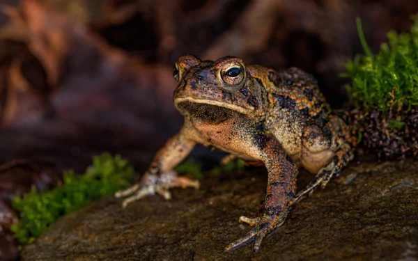 [10+] Toad 4k Wallpapers