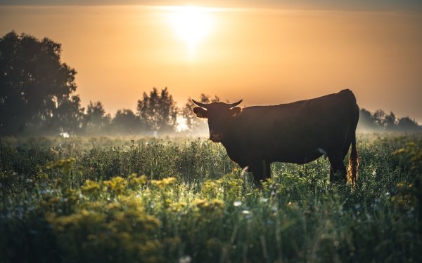 Caw HD Wallpaper | Background Image | 1920x1080