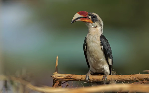 Hornbill 4k Wallpapers