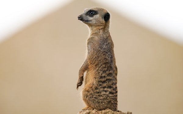 [20+] Meerkat 4k Wallpapers