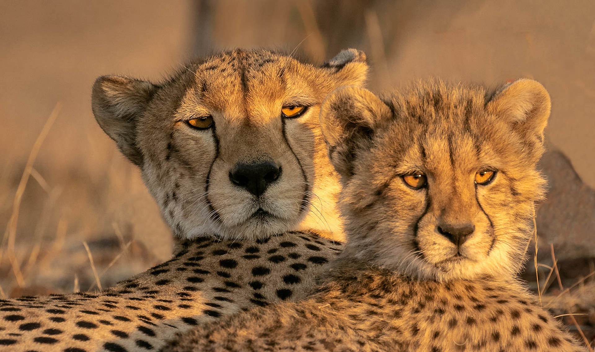 Download Baby Animal Cub Animal Cheetah HD Wallpaper