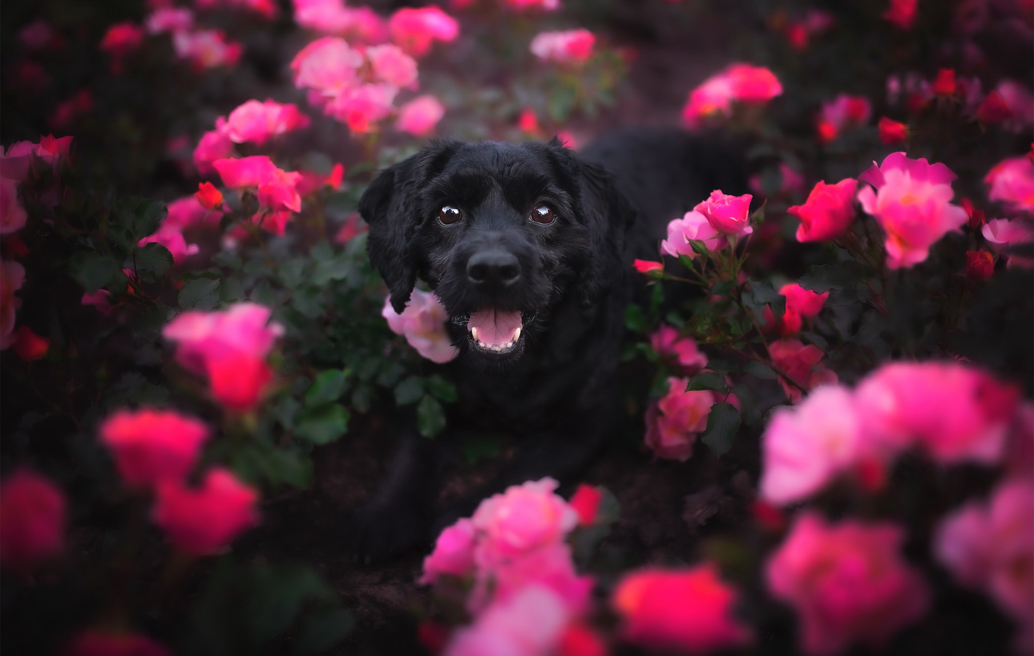 Download Pink Flower Flower Animal Dog HD Wallpaper