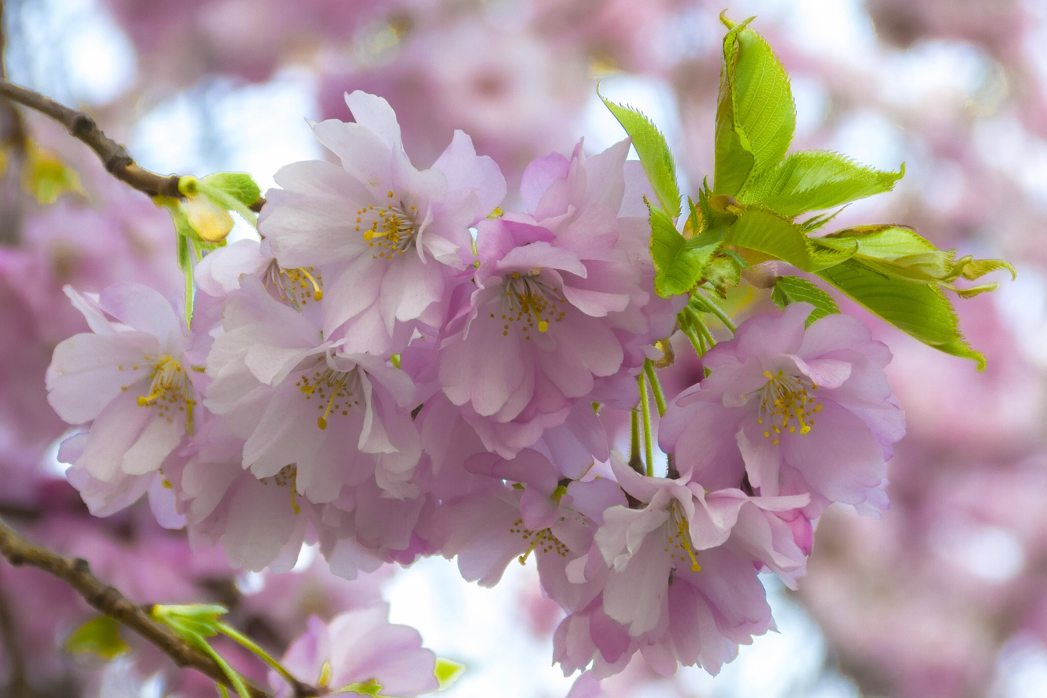Download Blossom Flower Spring Branch Macro Nature Sakura HD Wallpaper