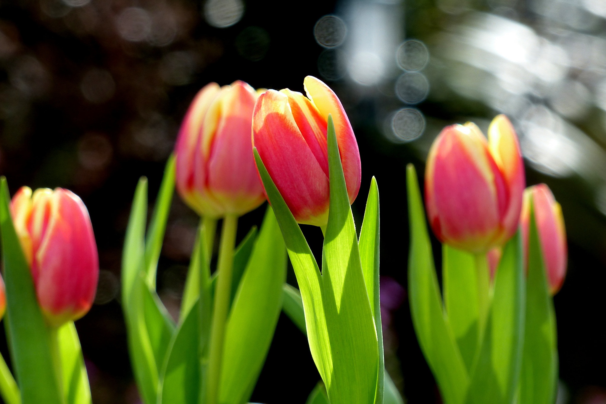 Download Flower Nature Tulip HD Wallpaper
