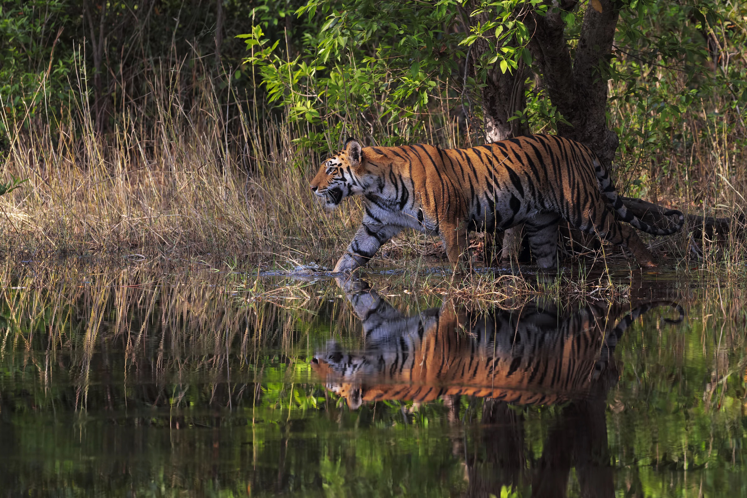 Download Reflection Animal Tiger HD Wallpaper