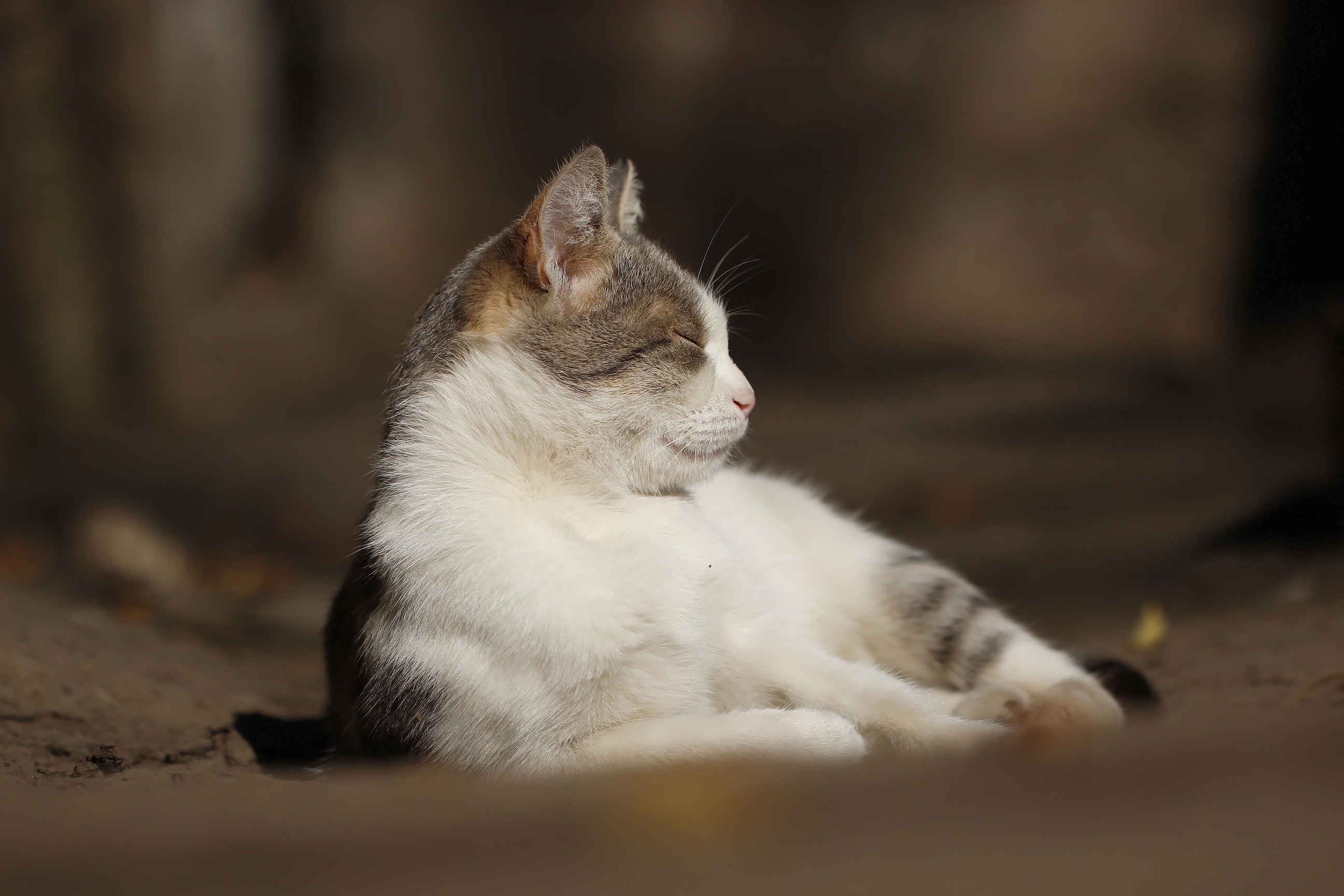 Download Sleeping Animal Cat HD Wallpaper