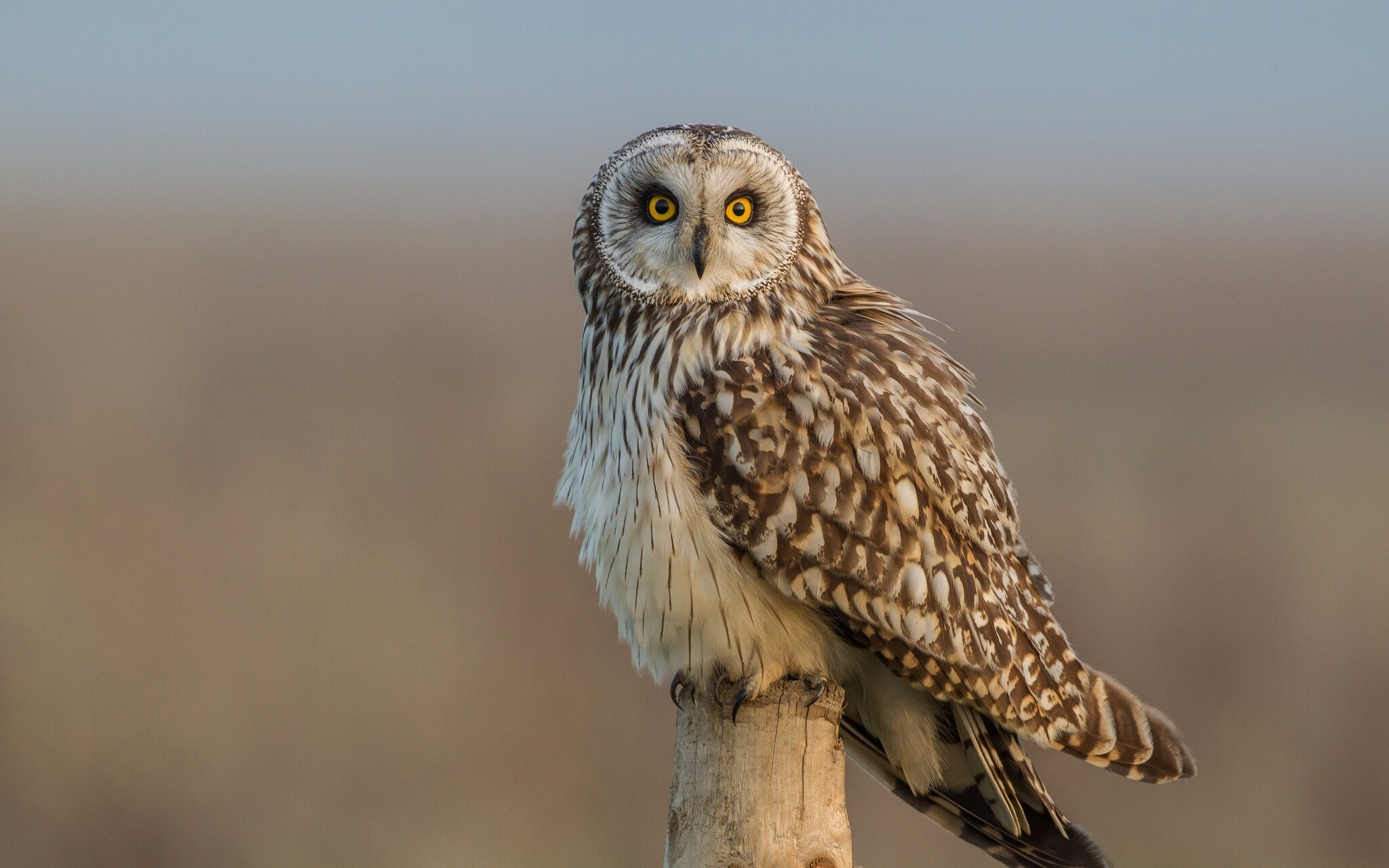 Swamp owl