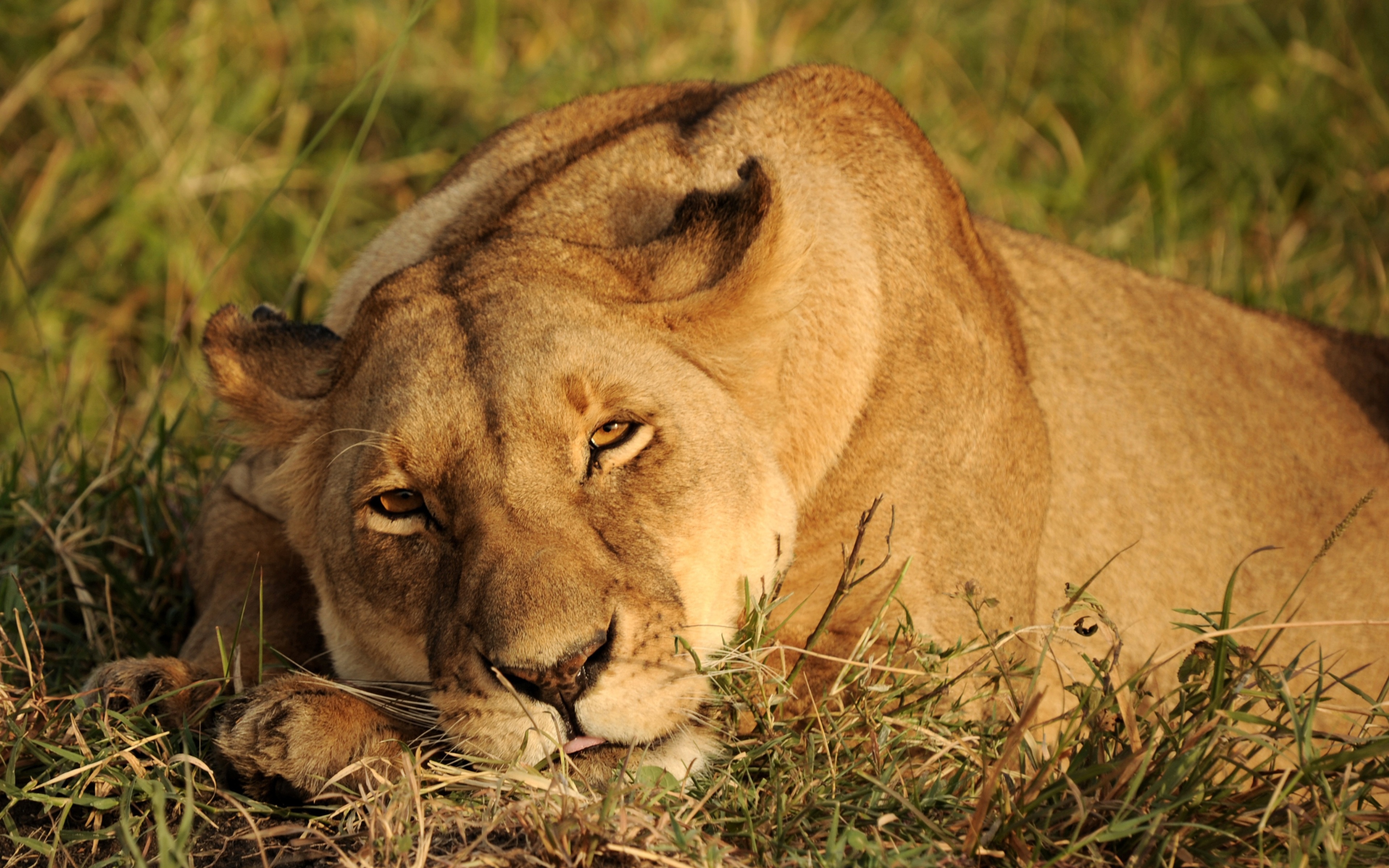 Download Animal Lion 4k Ultra HD Wallpaper