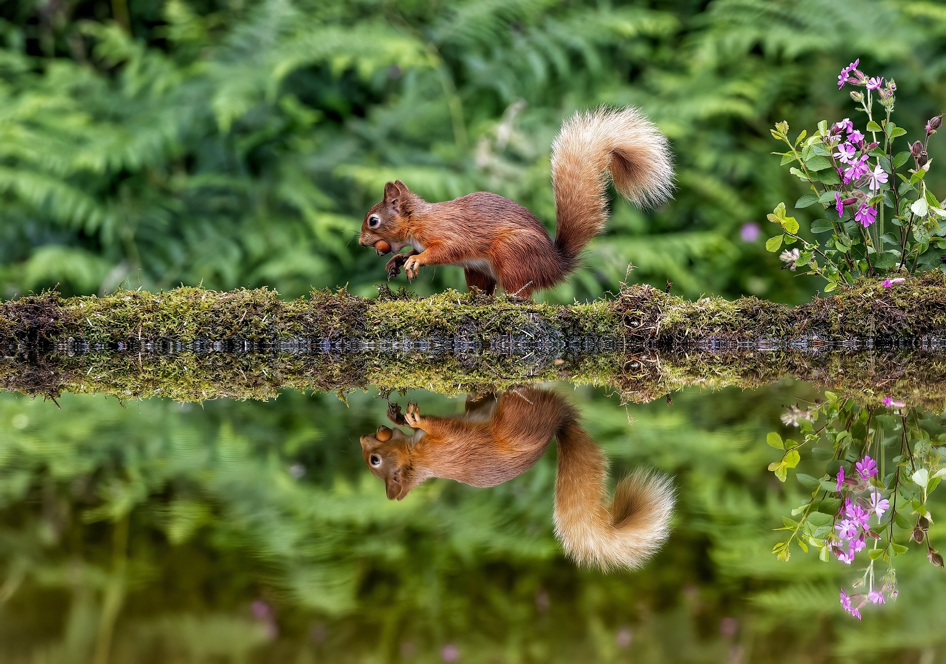 Download Reflection Rodent Animal Squirrel HD Wallpaper