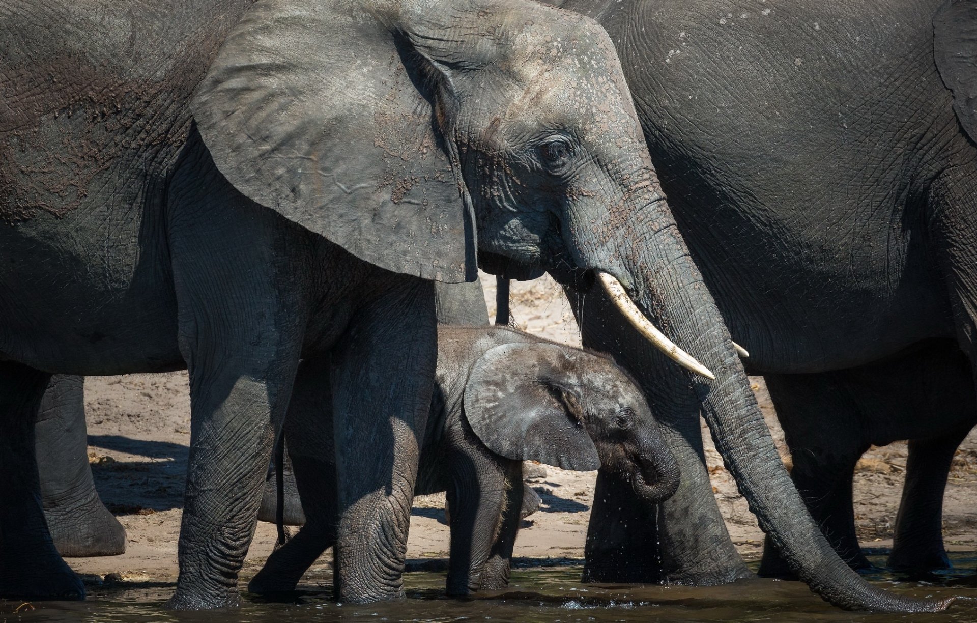 Download Baby Animal Animal African Bush Elephant HD Wallpaper ...