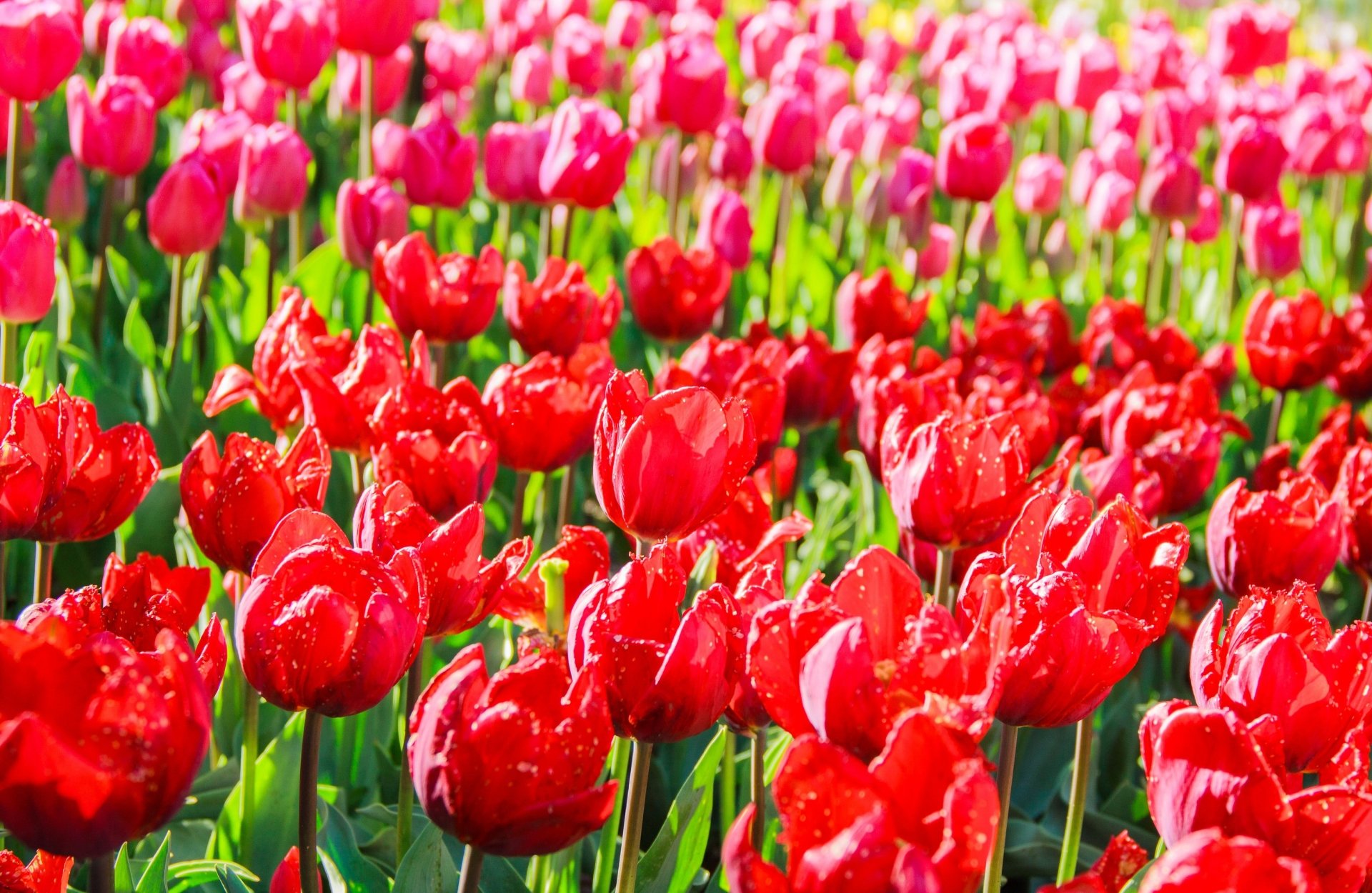 Download Red Flower Flower Close-up Nature Spring Tulip HD Wallpaper