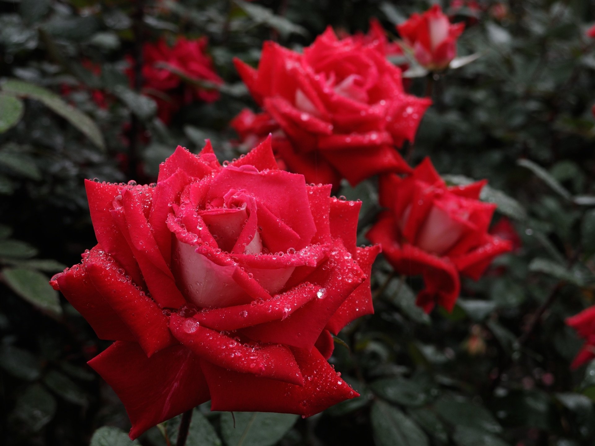 Download Nature Rose HD Wallpaper | 1920x1440 | Wallpaper Abyss