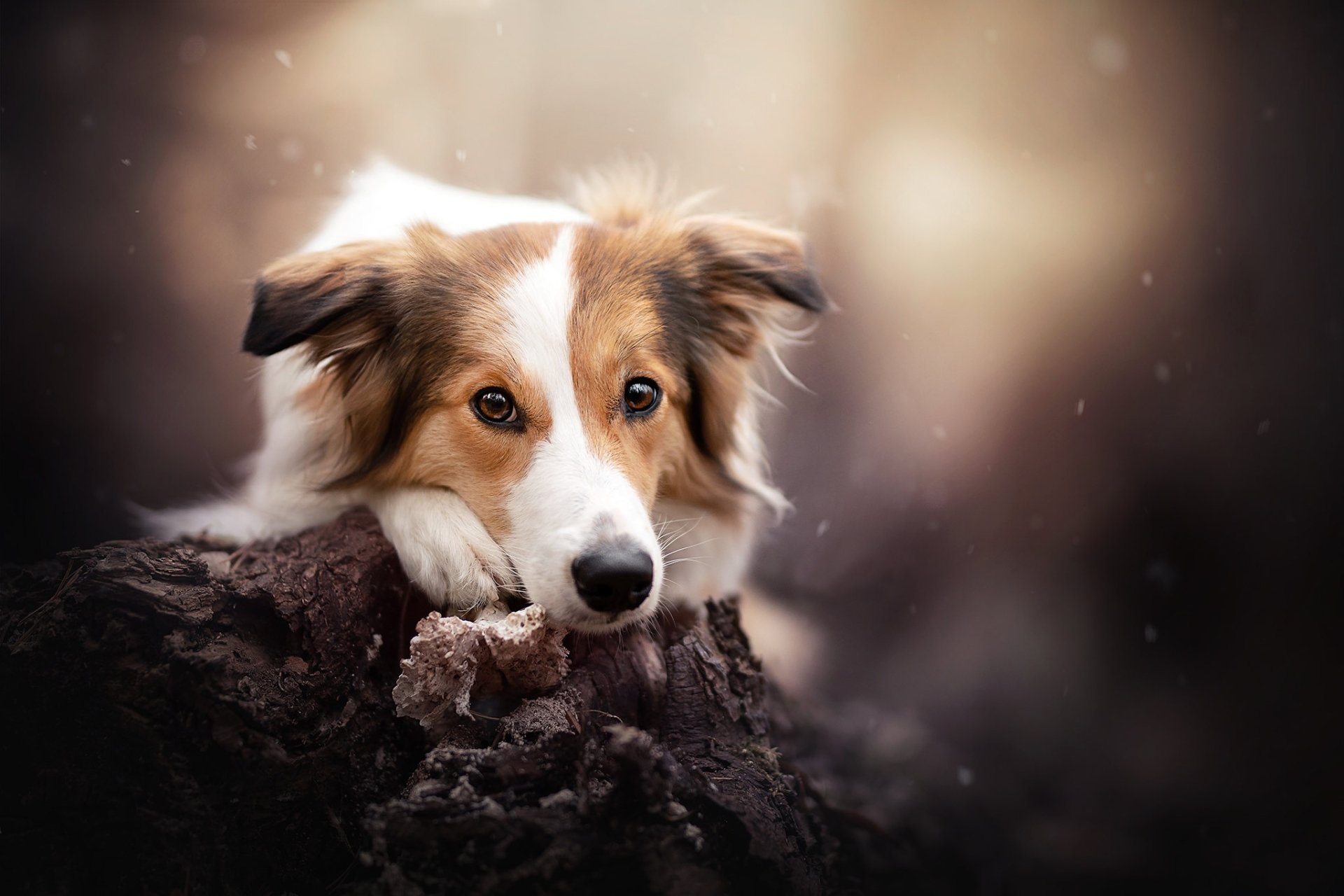 Download Animal Dog HD Wallpaper