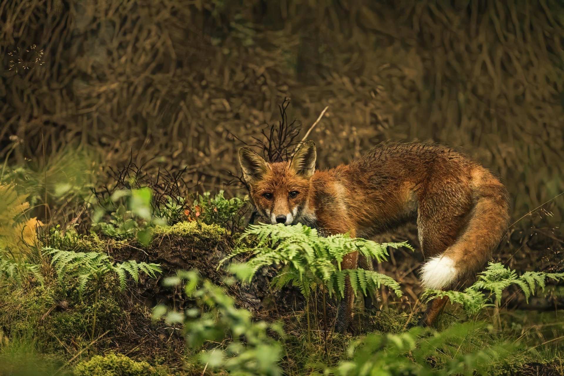 Download Animal Fox 4k Ultra HD Wallpaper