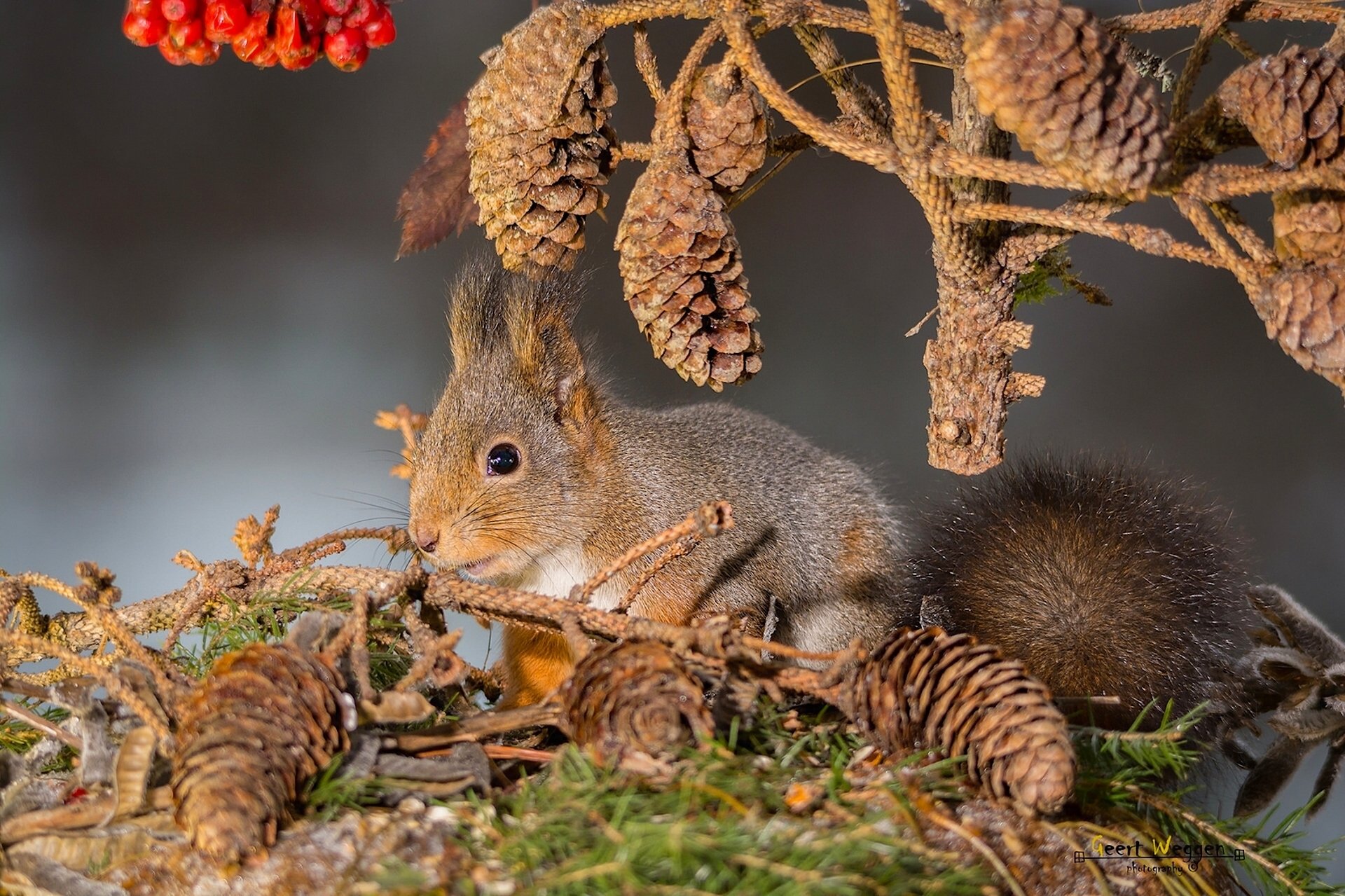 Download Pine Cone Branch Animal Squirrel HD Wallpaper