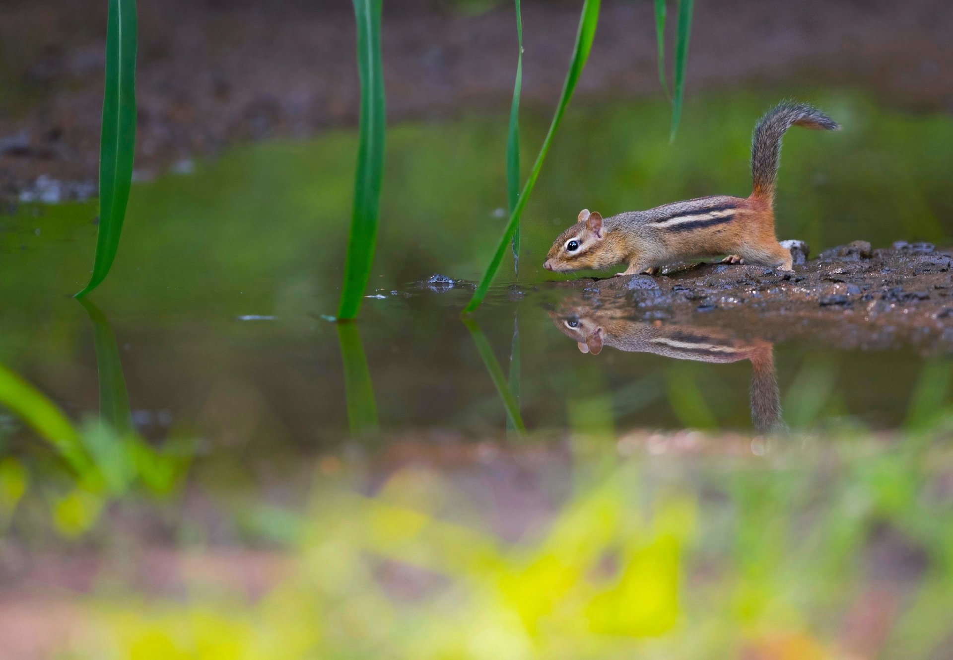 Download Rodent Reflection Water Animal Chipmunk HD Wallpaper