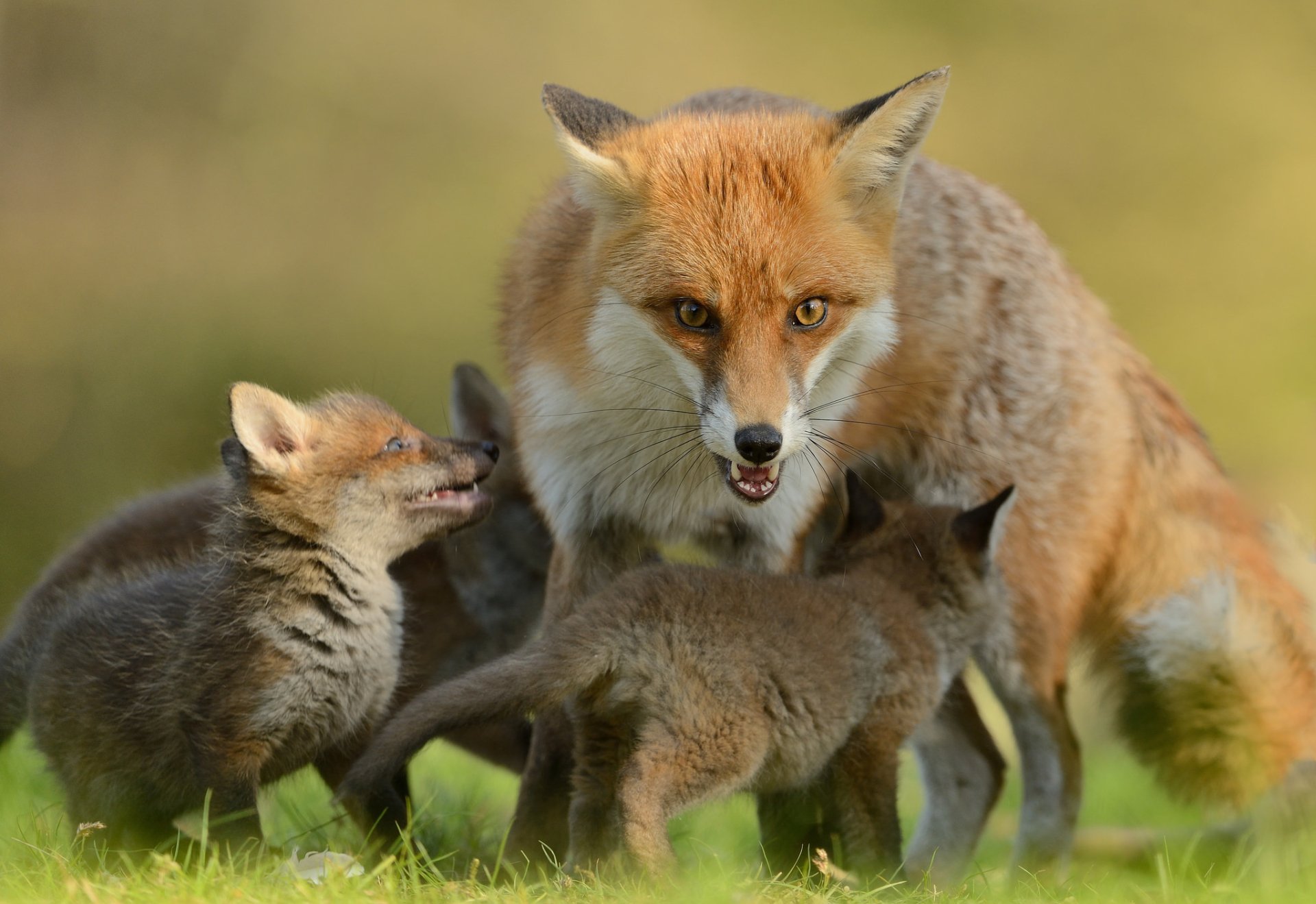 HD Fox Cub Family: Adorable Baby Animals in Natural Harmony | 2048x1407 ...