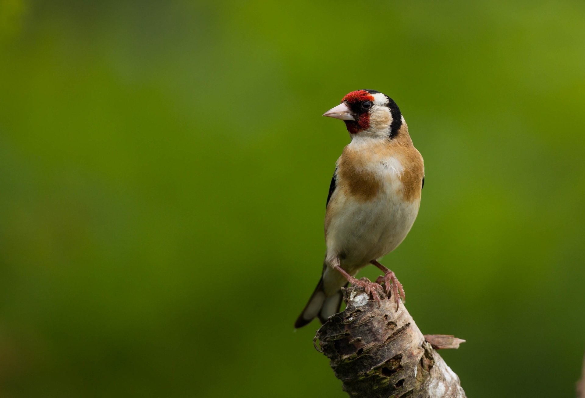 Download European Goldfinch Bird Animal Goldfinch HD Wallpaper