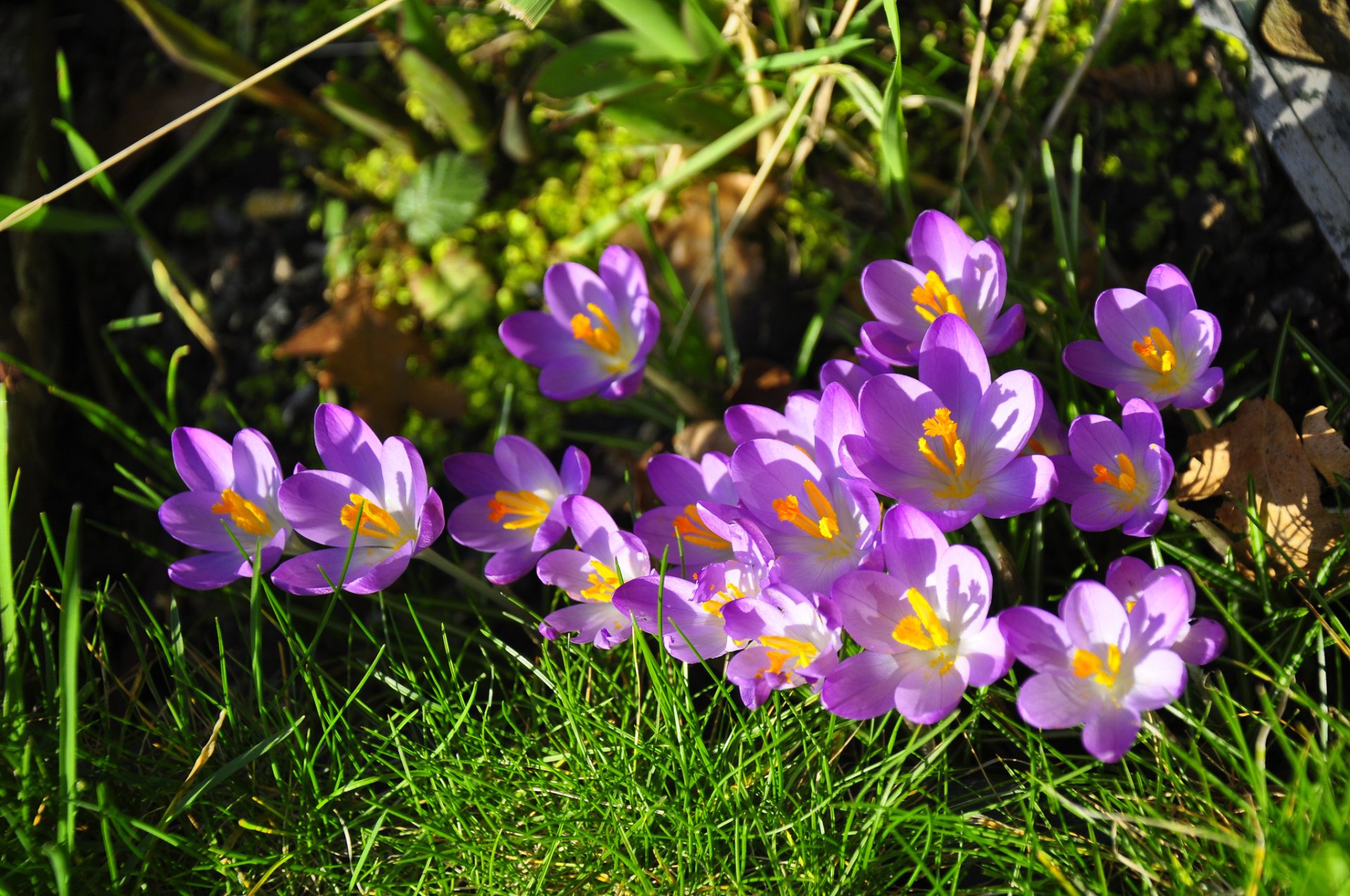 Download Flower Spring Nature Crocus HD Wallpaper