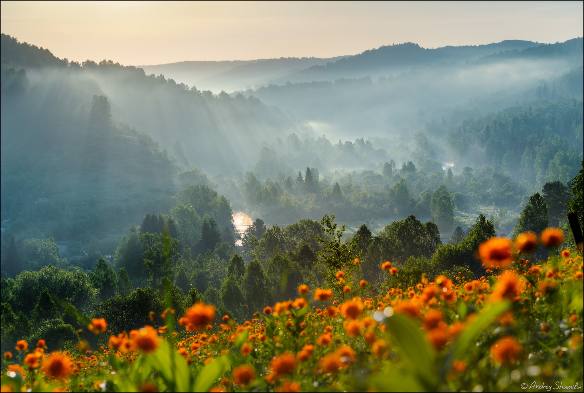 Download Dawn Nature Mountain Flower Forest Photography Landscape HD ...