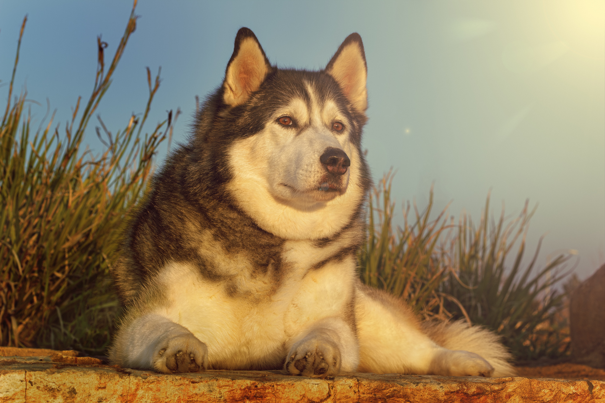 Schlittenhund HD Wallpaper | Hintergrund | 2048x1365 | ID:1110865 ...