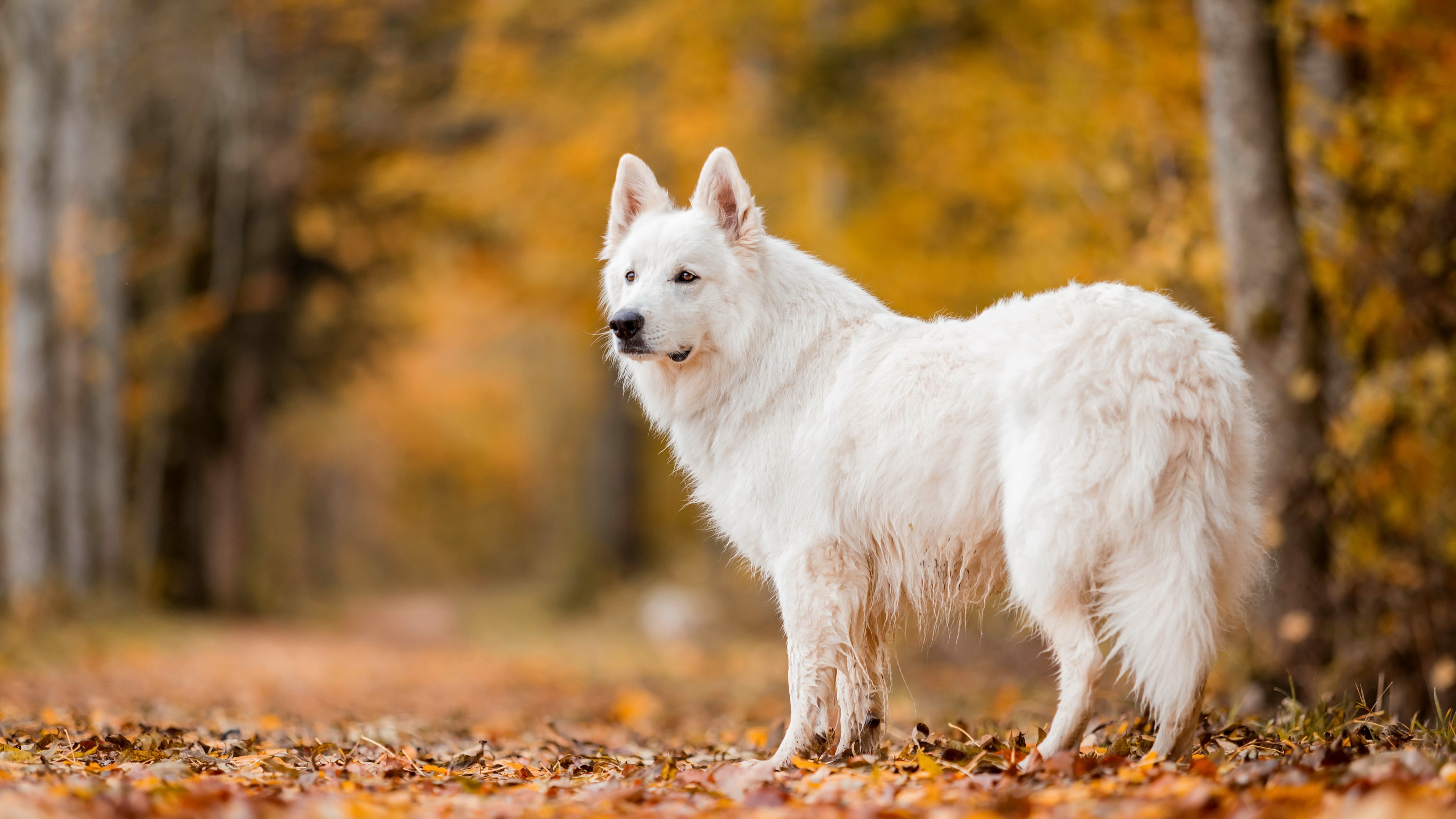 Download Depth Of Field Animal Dog 4k Ultra HD Wallpaper