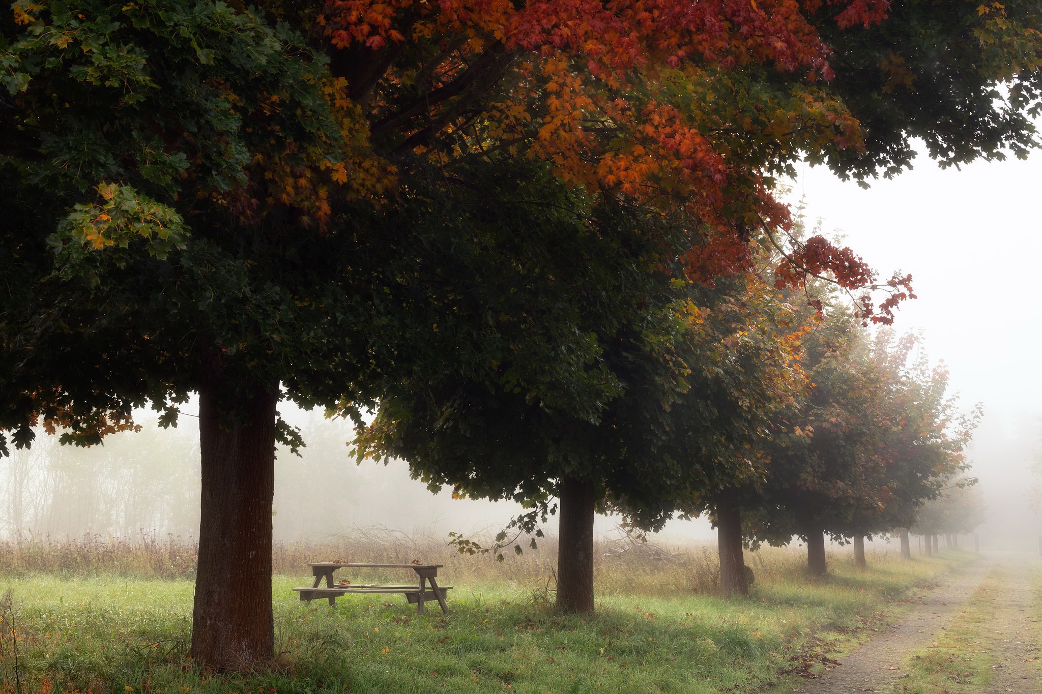 Download Park Bench Tree Fog Photography Fall HD Wallpaper
