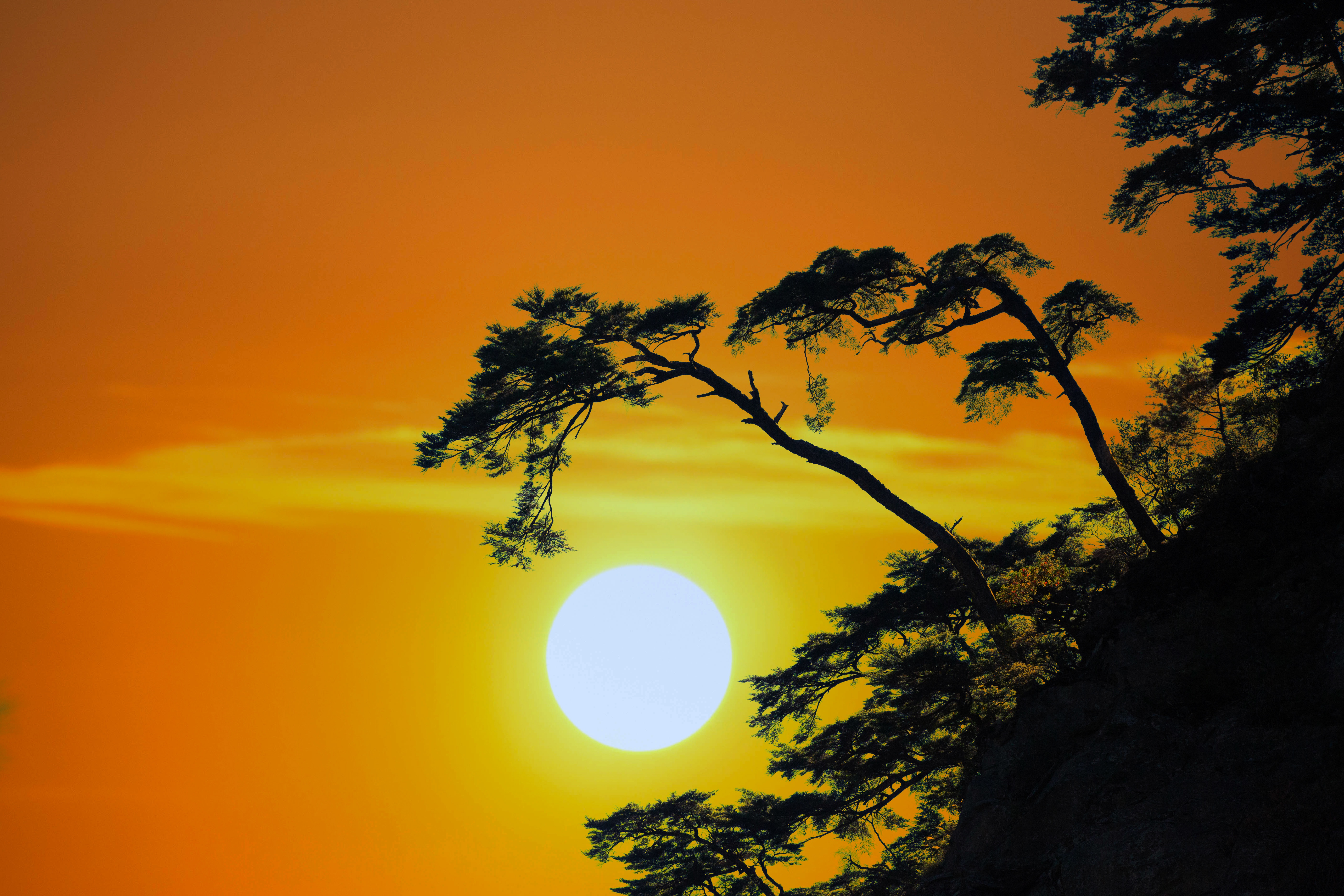 Download Tree Sun Nature Sunset 4k Ultra HD Wallpaper