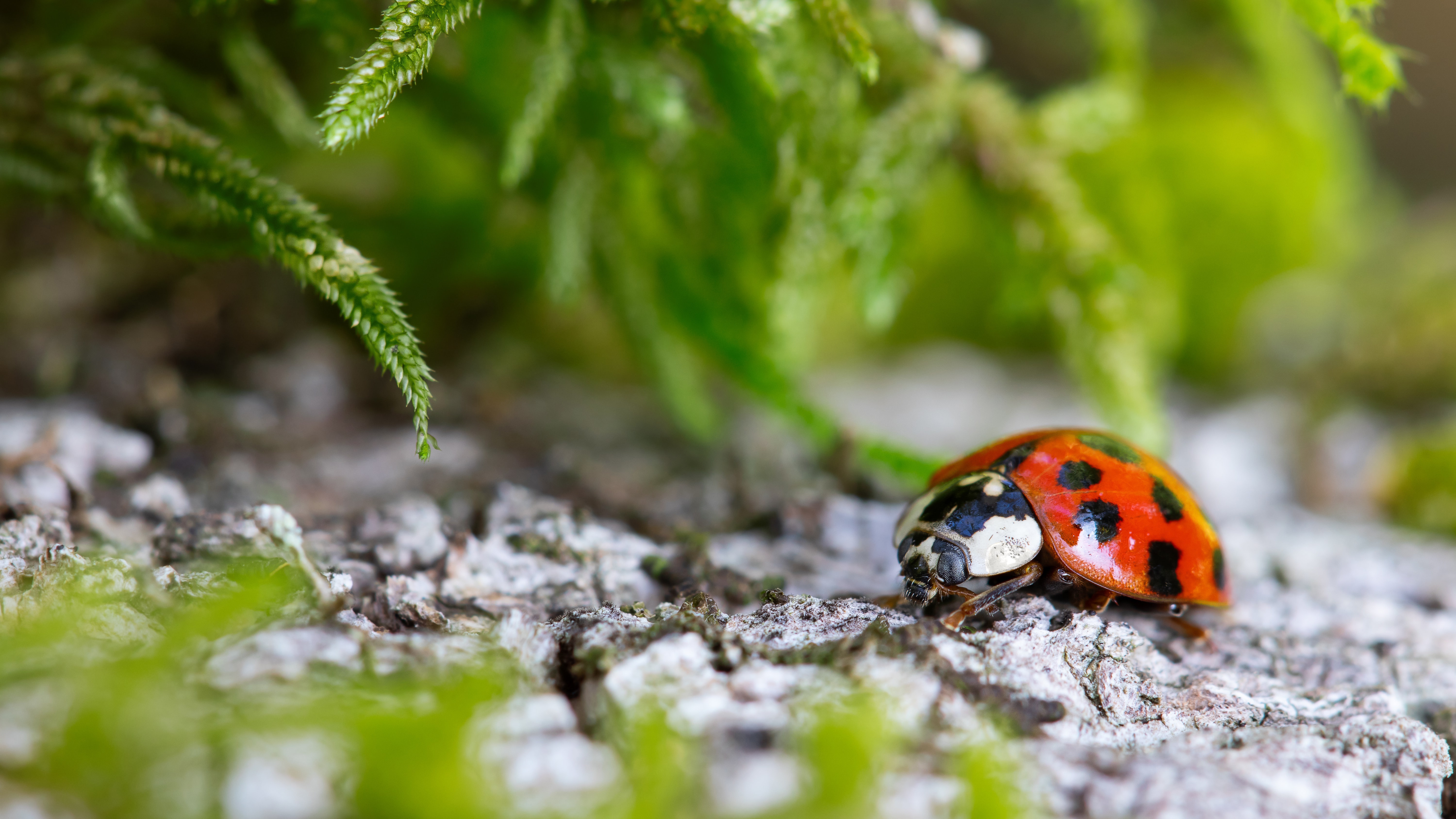 Download Plant Animal Ladybug 4k Ultra HD Wallpaper