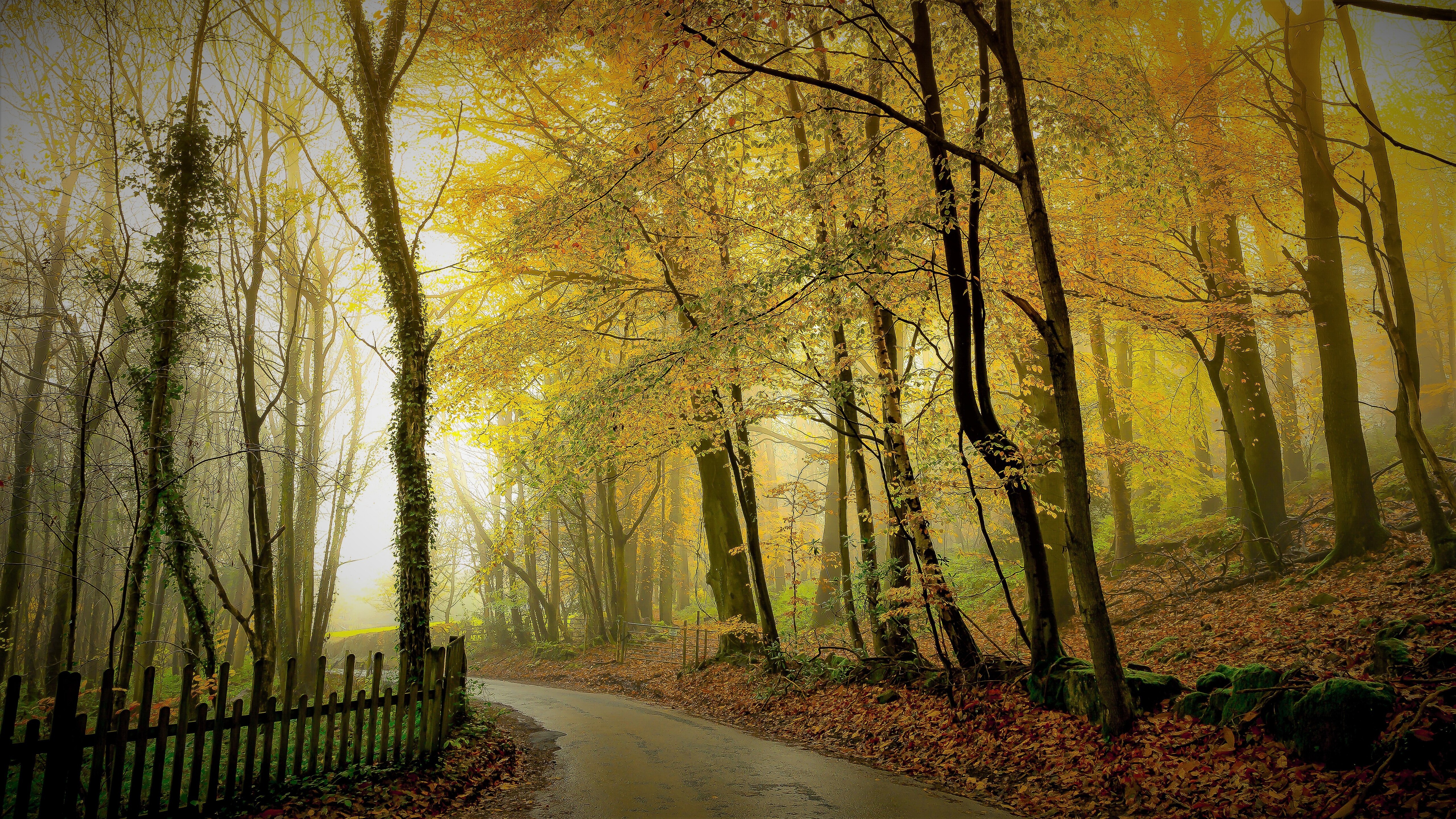 Download Fence Road Tree Photography Fall 4k Ultra HD Wallpaper
