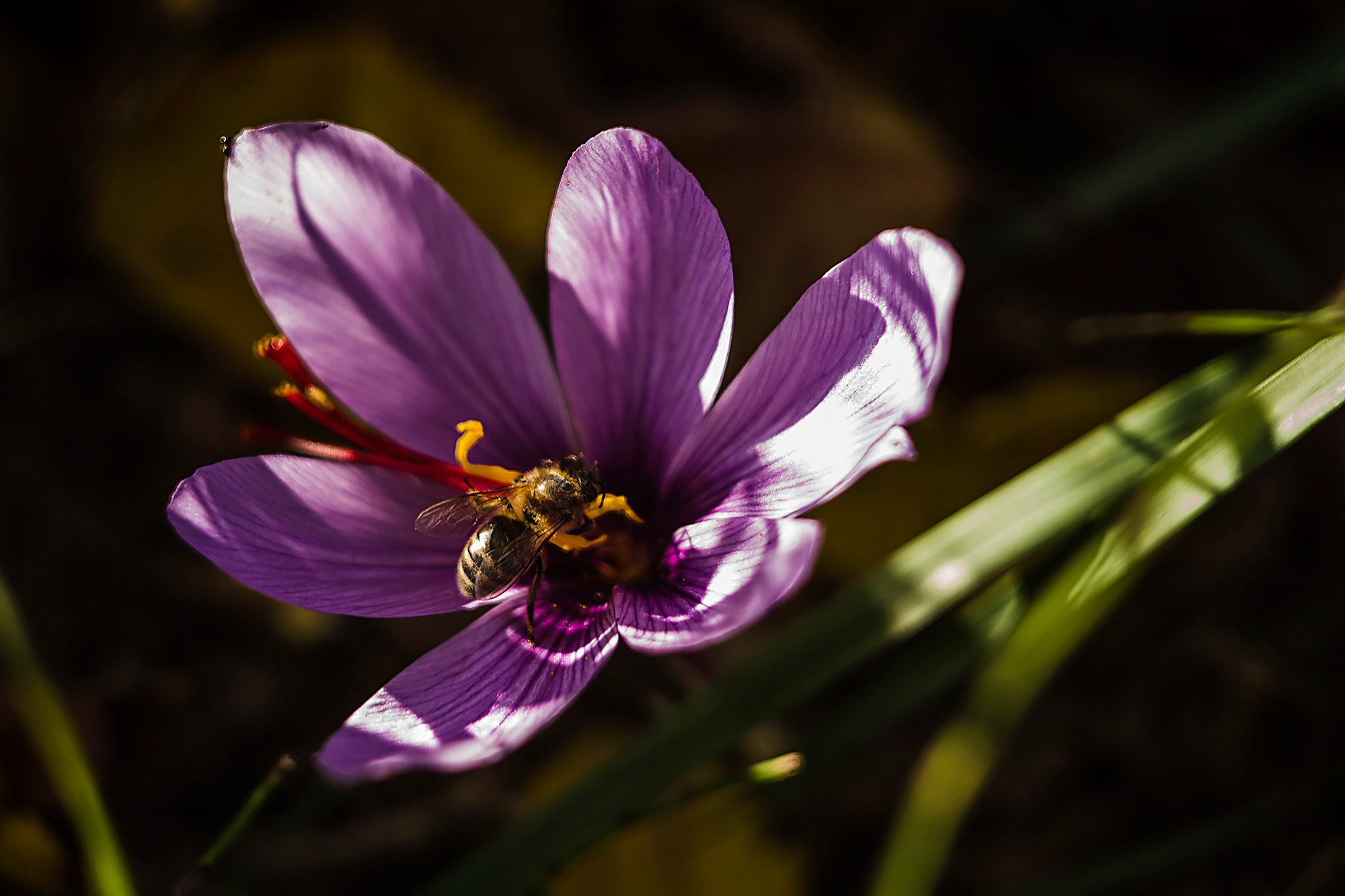 Download Insect Purple Flower Crocus Petal Macro Animal Bee HD Wallpaper
