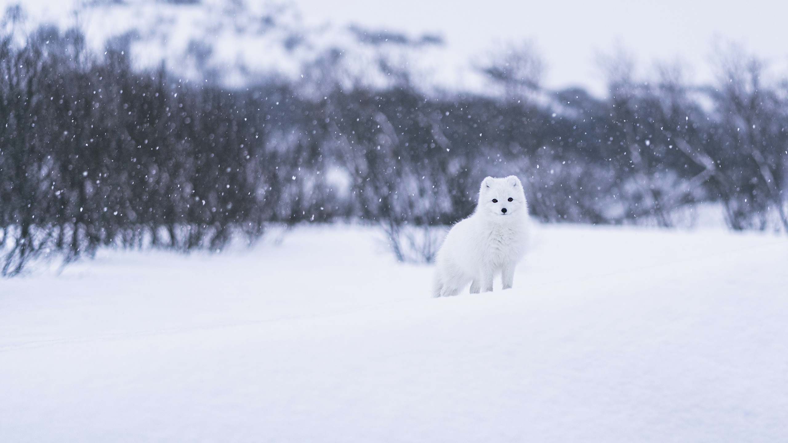 Download Snow Winter Animal Arctic Fox HD Wallpaper