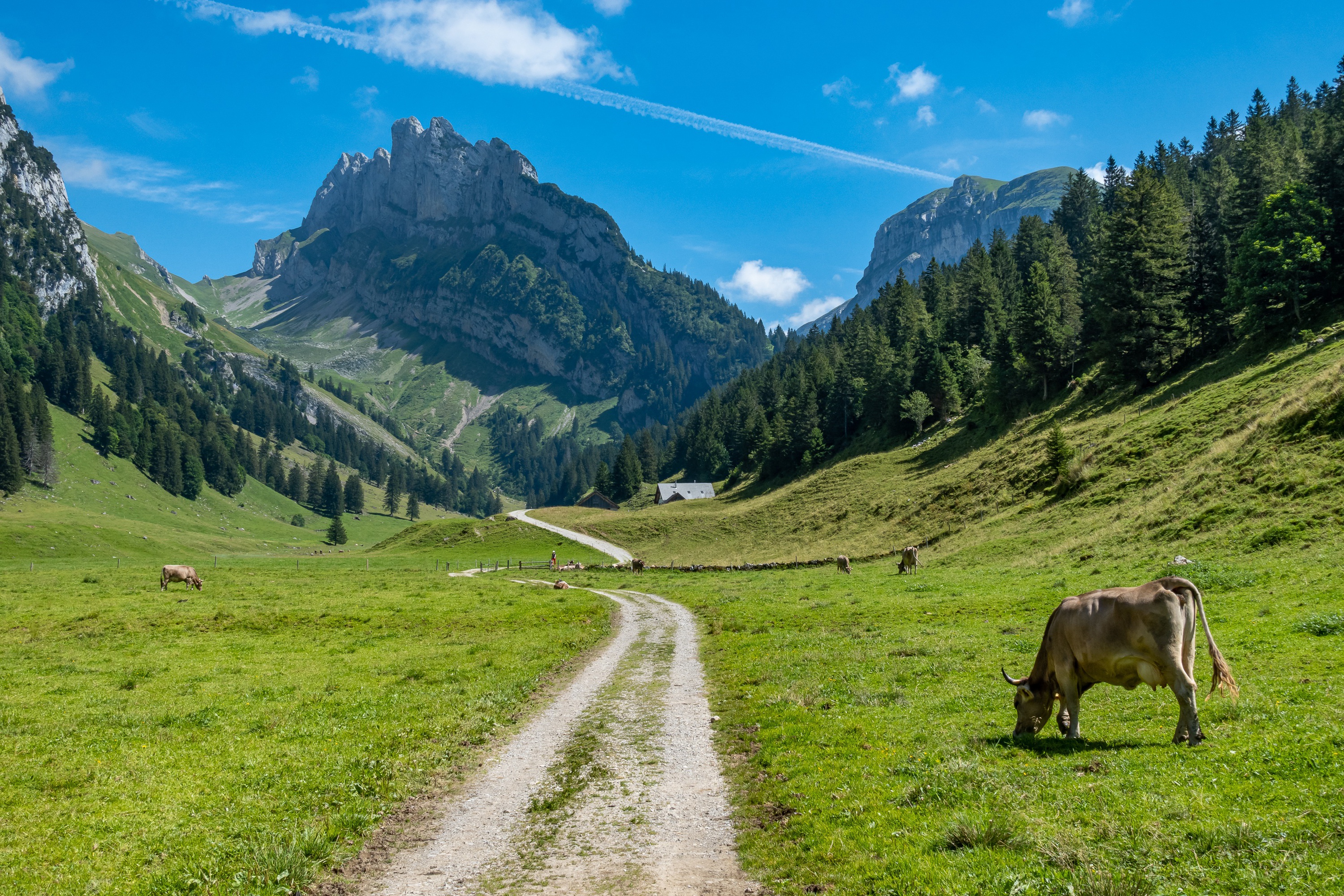 Mountain Pasture Wallpaper Funny Cow On Mountain Meadow, Landscape