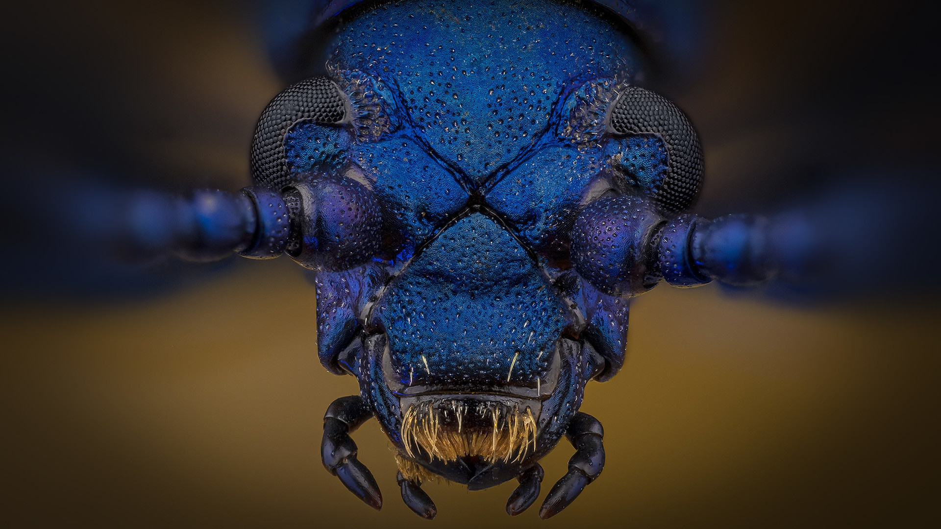 Download Close-up Insect Macro Animal Beetle HD Wallpaper