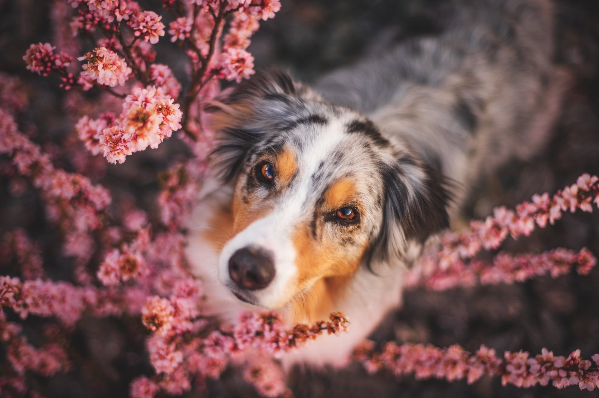 Download Stare Dog Border Collie Animal Australian Shepherd HD ...