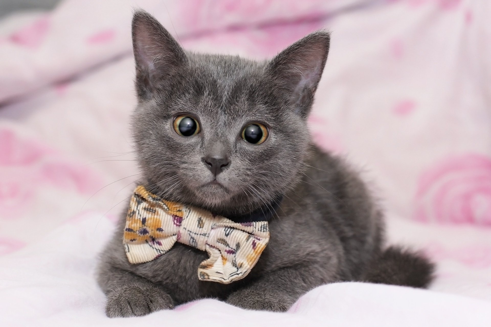 Charming Kitten Stare - HD Baby Animal Cat Wallpaper