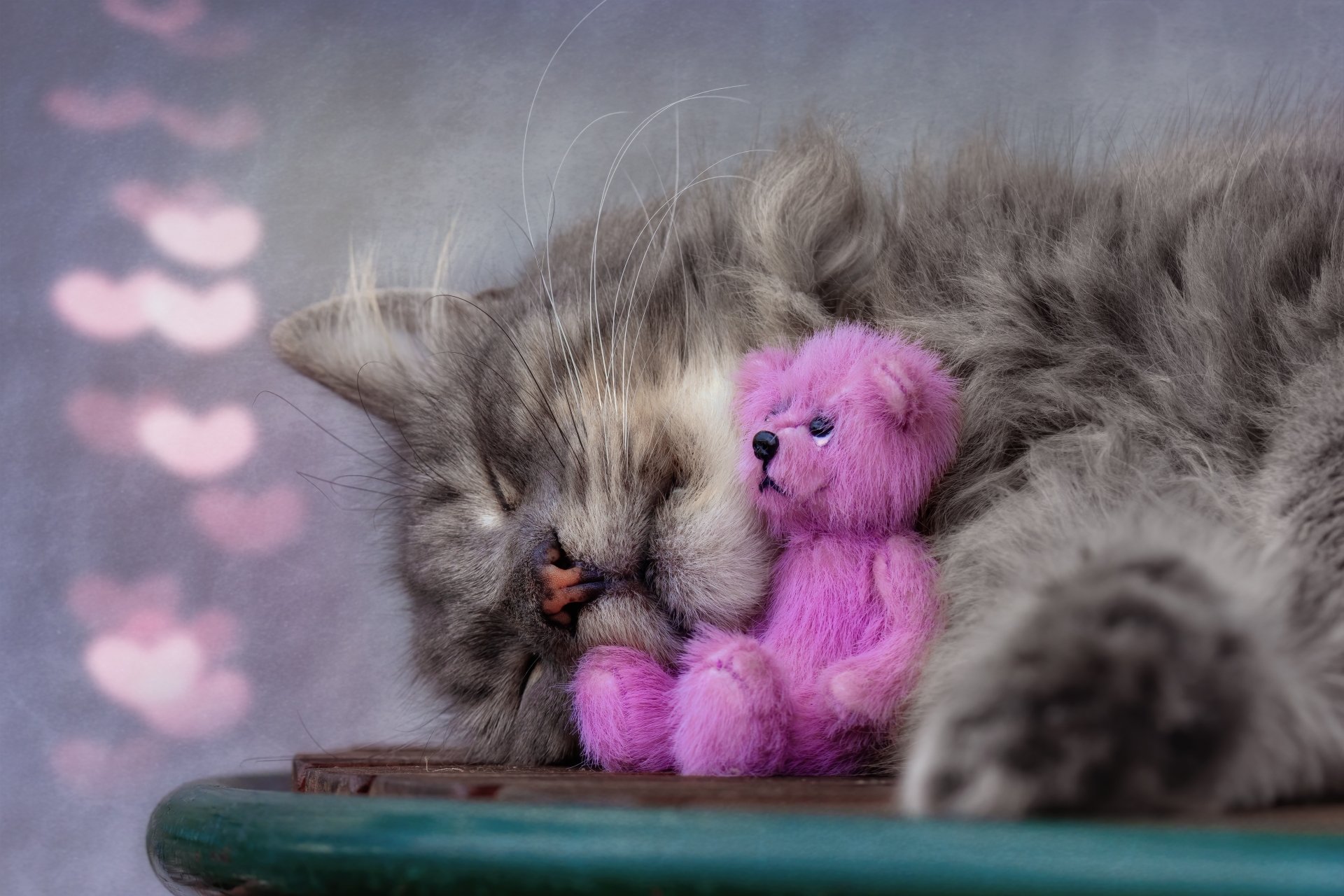 Download Sleeping Animal Cat 4k Ultra HD Wallpaper | 6000x4000 ...