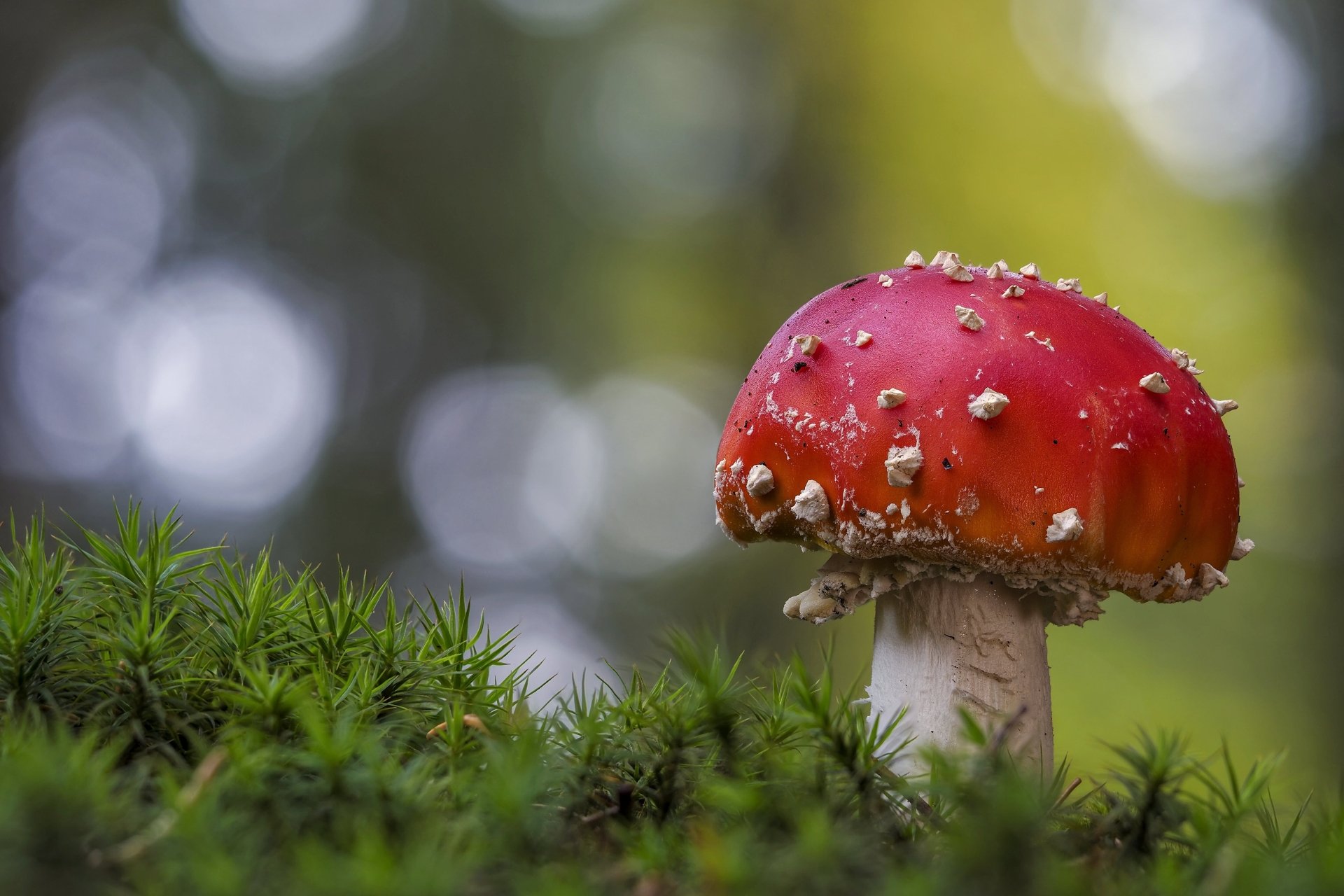 Nature Mushroom 4k Ultra HD Wallpaper