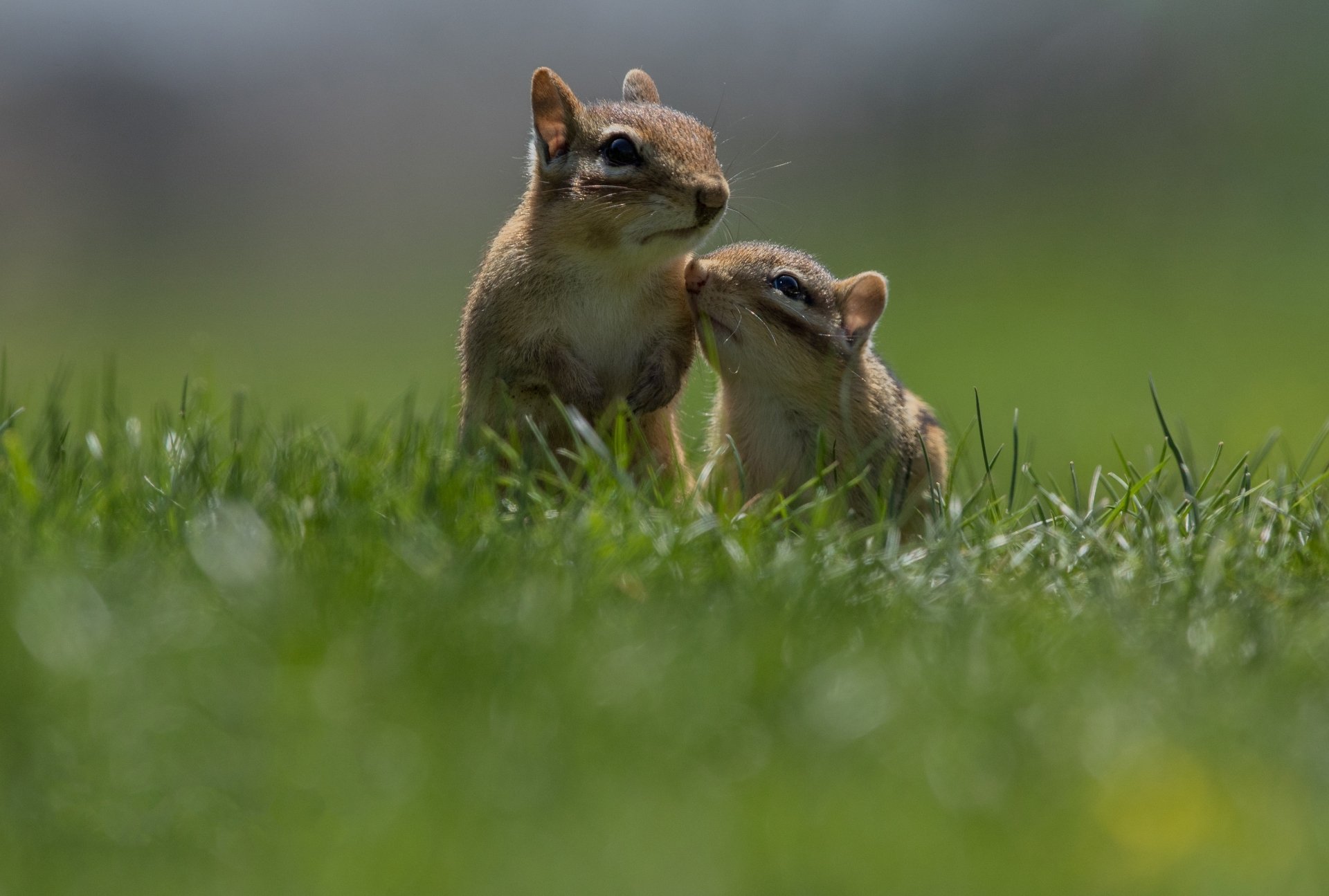 Chipmunk HD Wallpaper