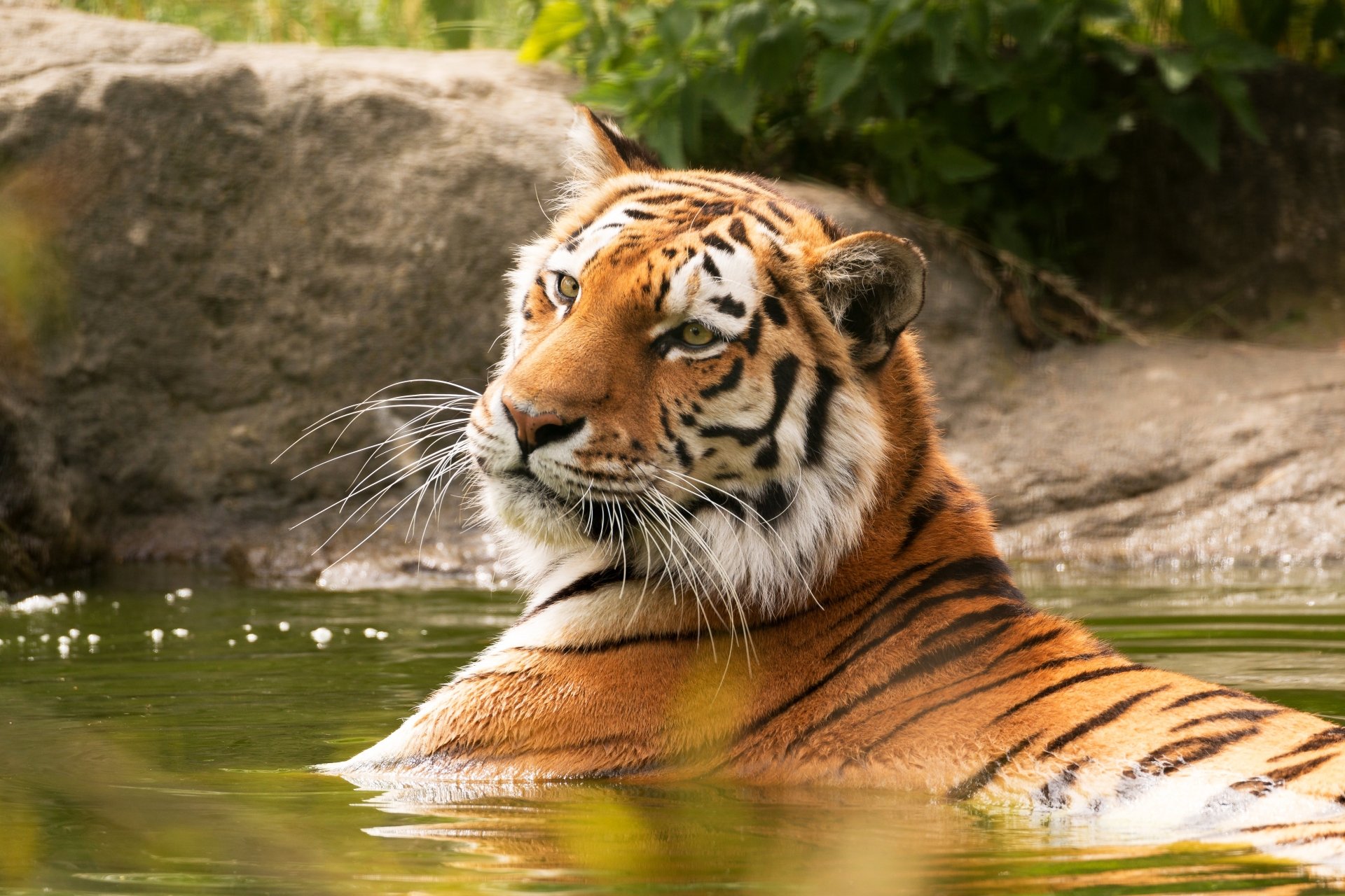 Download Water Animal Tiger 4k Ultra HD Wallpaper | 5472x3648 ...