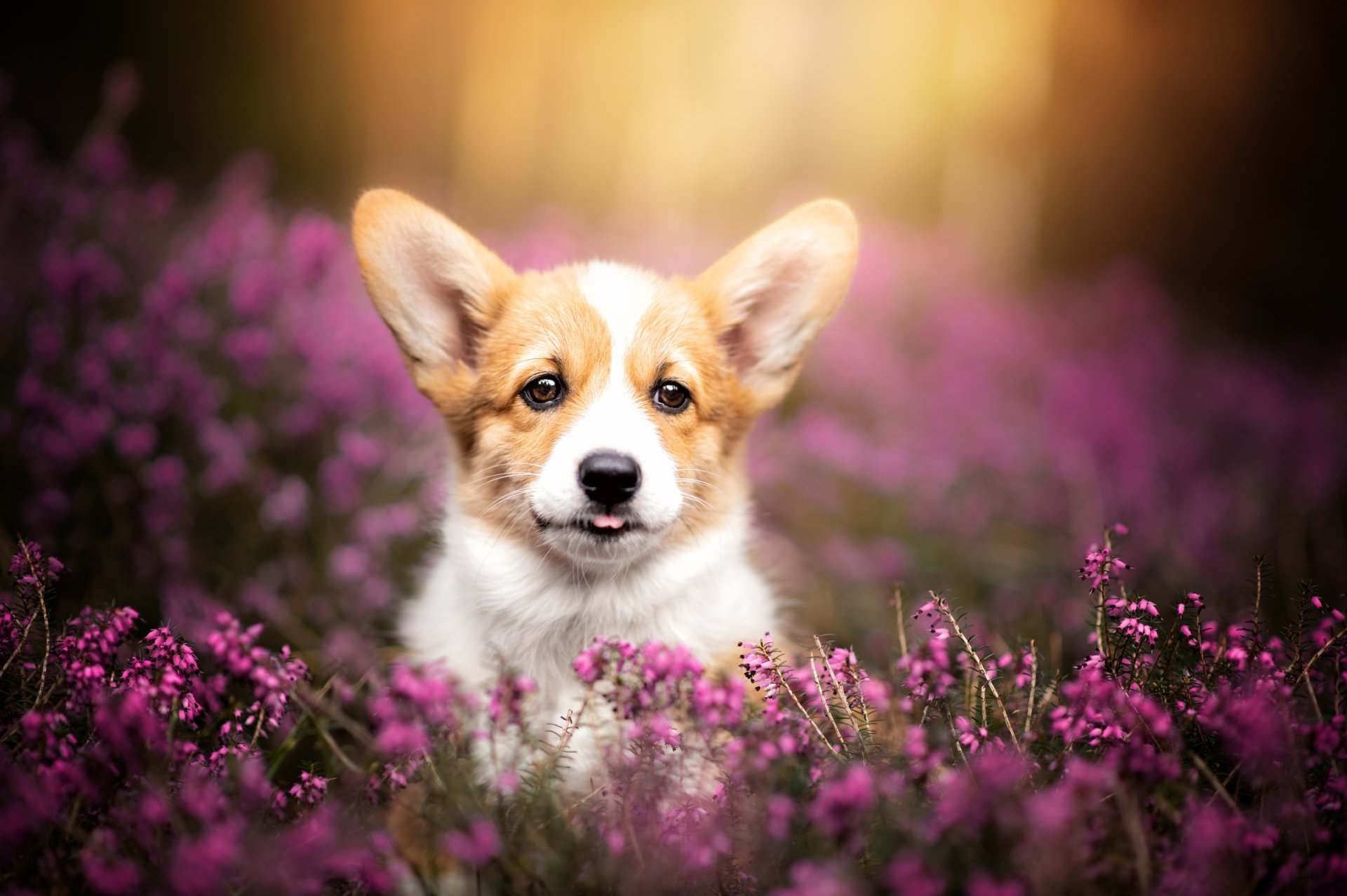 Download Heather Puppy Dog Animal Corgi 4k Ultra HD Wallpaper