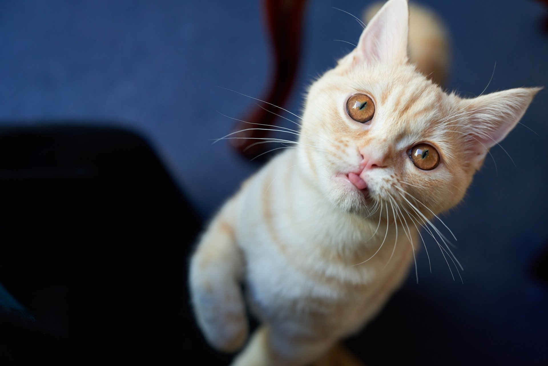 Download Stare Animal Cat HD Wallpaper | 3600x2403 | Wallpaper Abyss