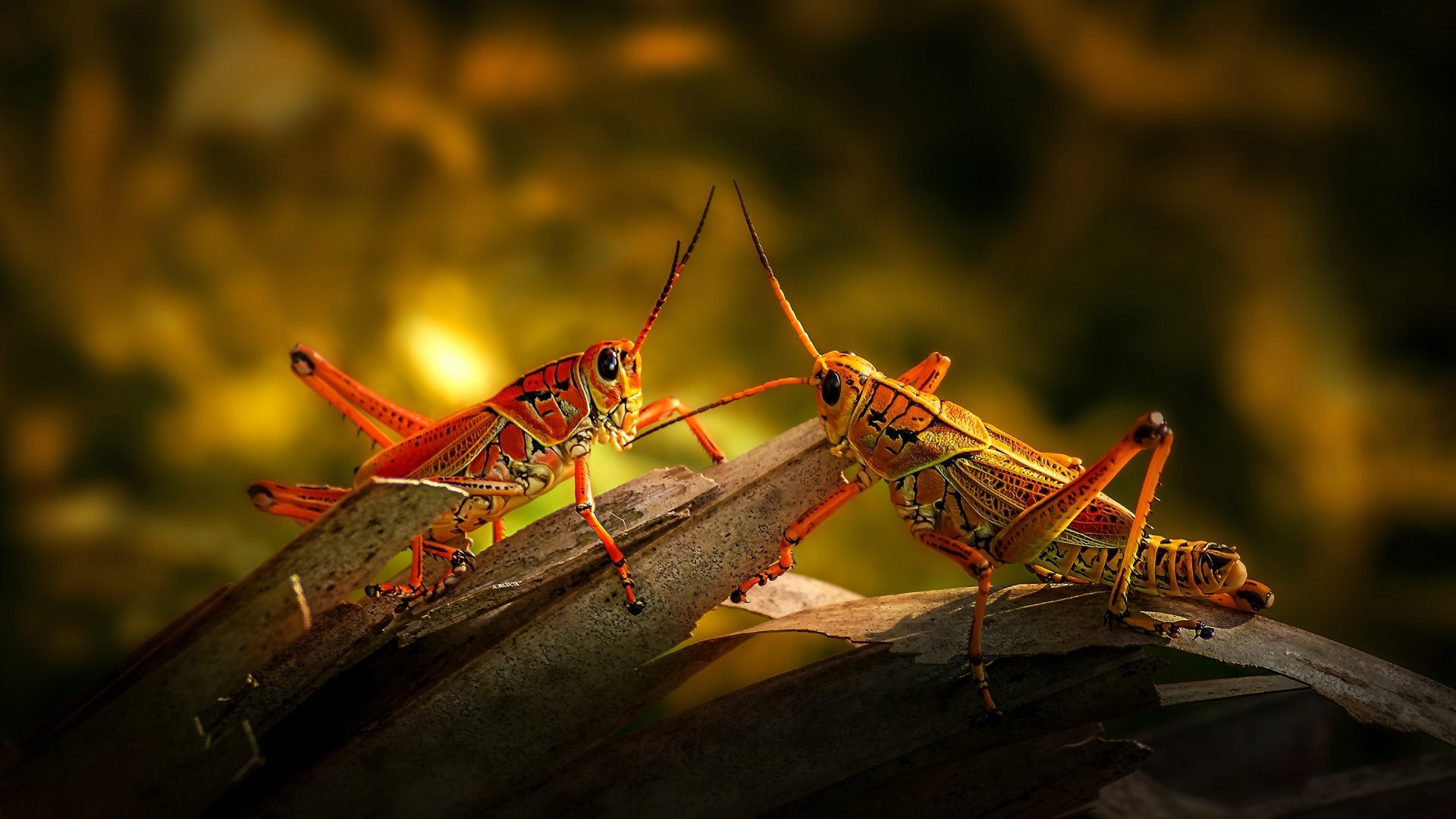 Vibrant Grasshopper HD Wallpaper: Stunning Insect Close-Up in Nature’s Glow