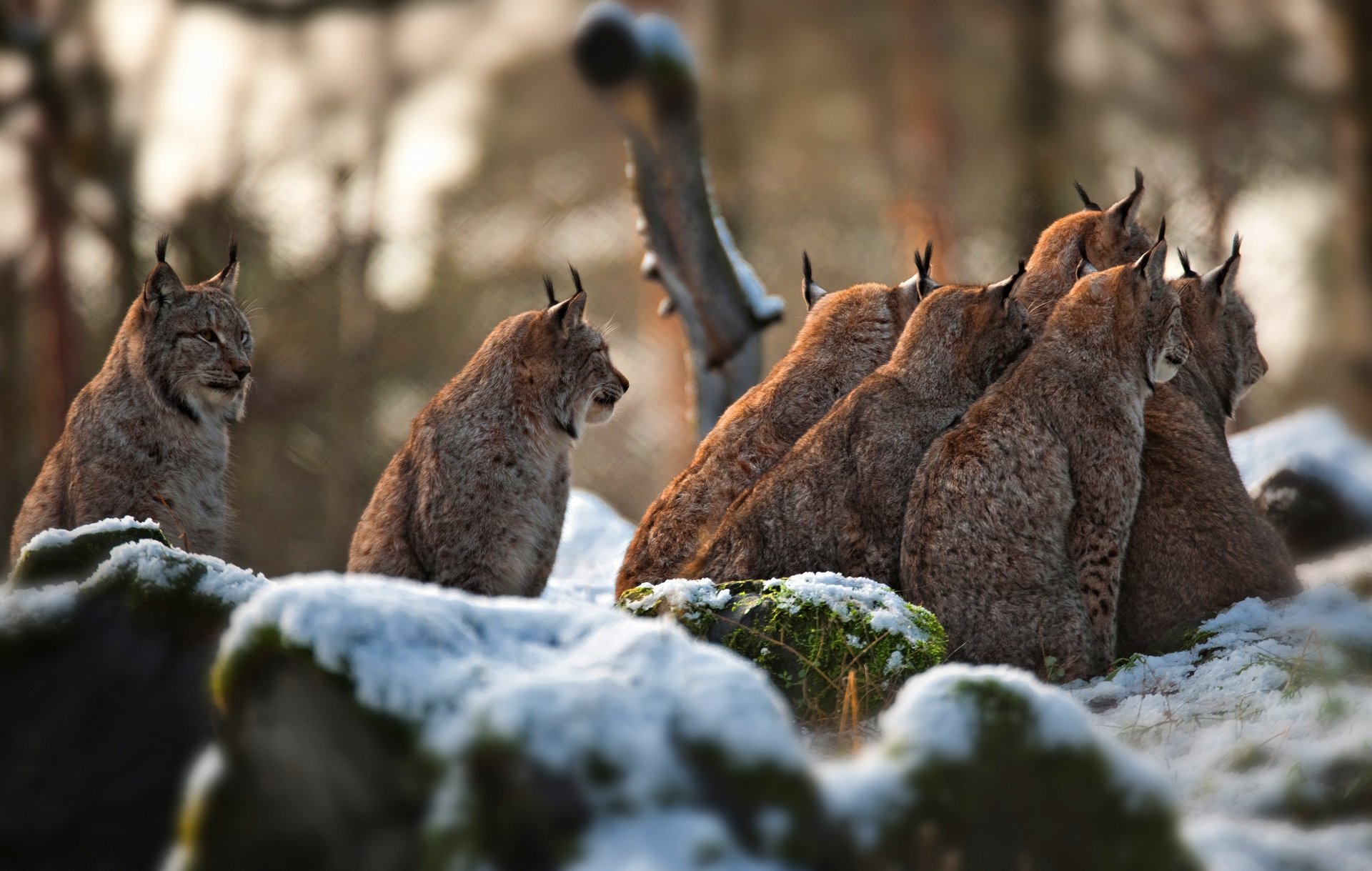 Stone-Perched Lynx in Winter — 4K Ultra HD Wallpaper