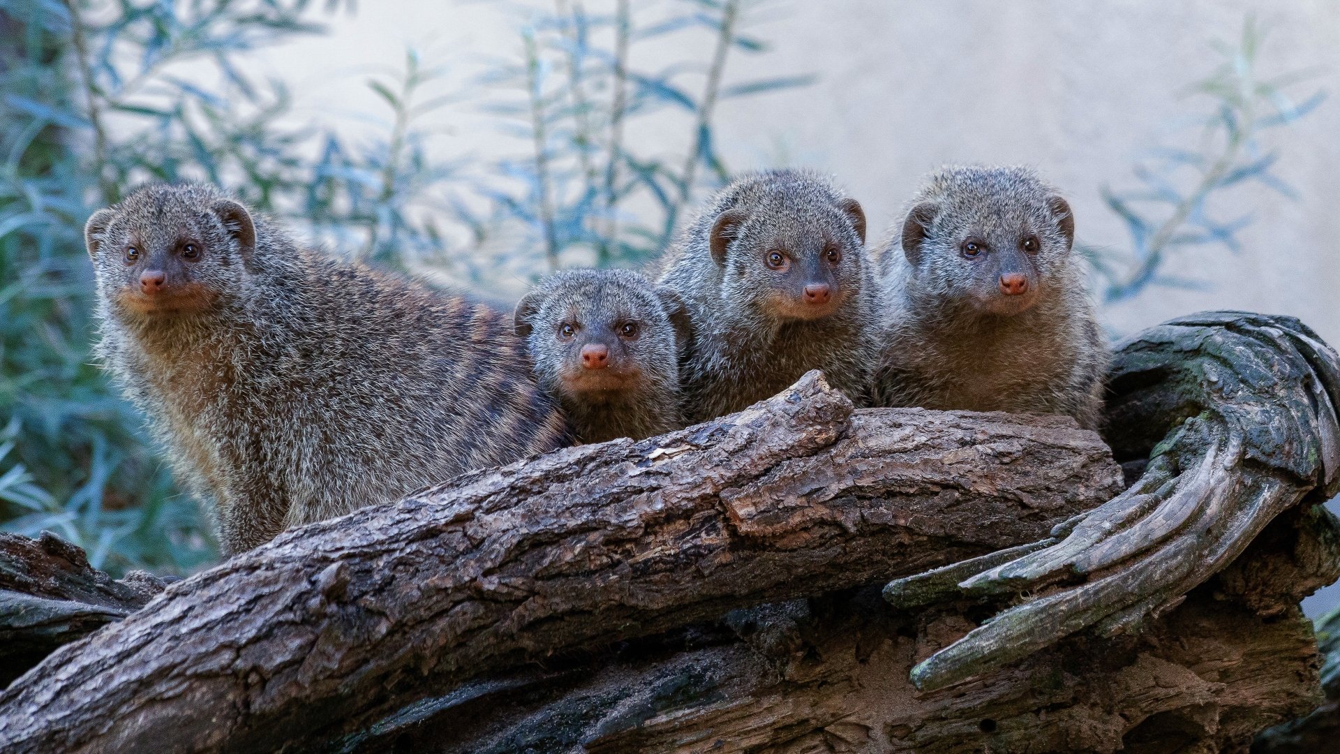 Download Animal Mongoose 4k Ultra HD Wallpaper