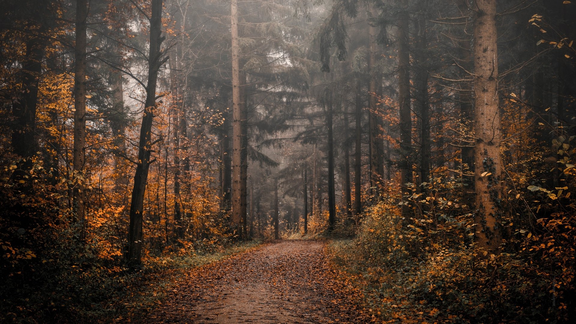 Download Path Nature Fall Forest 4k Ultra HD Wallpaper