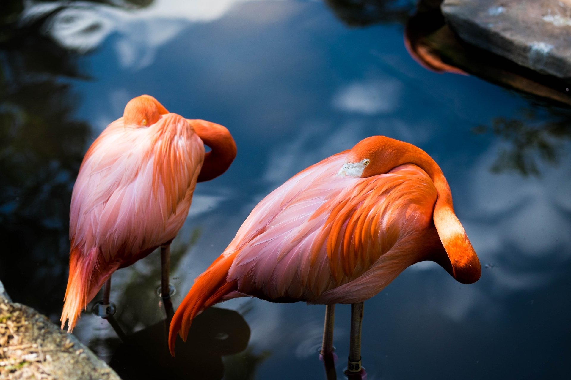 Download Pond Bird Water Animal Flamingo 4k Ultra HD Wallpaper